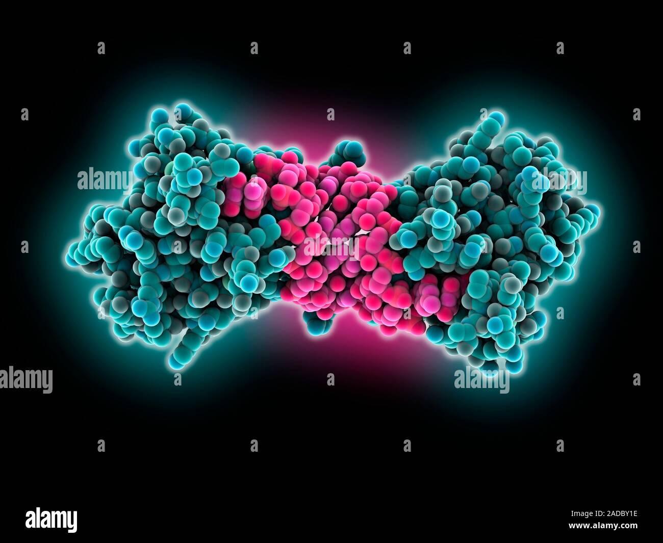 Small interfering RNA (siRNA) complexed with PAZ domain. Computer model ...