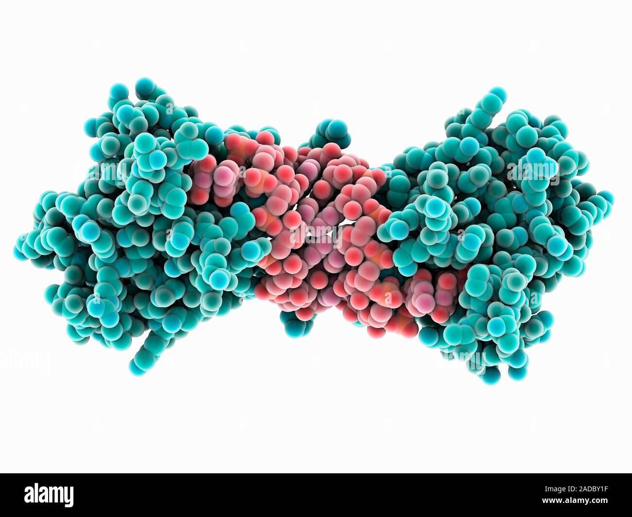 Small interfering RNA (siRNA) complexed with PAZ domain. Computer model ... Small interfering RNA (siRNA) complexed with PAZ domain. Computer model ...