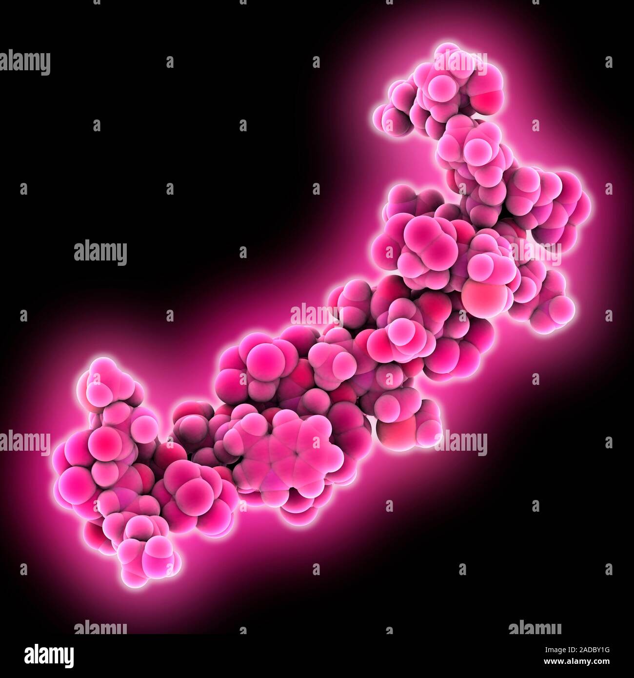 Bovine major prion protein molecule. Computer model showing the ...
