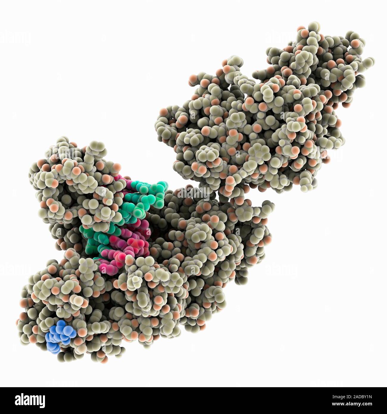 Taq DNA (deoxyribonucleic acid) polymerase complex. Computer model showing the structure of ...
