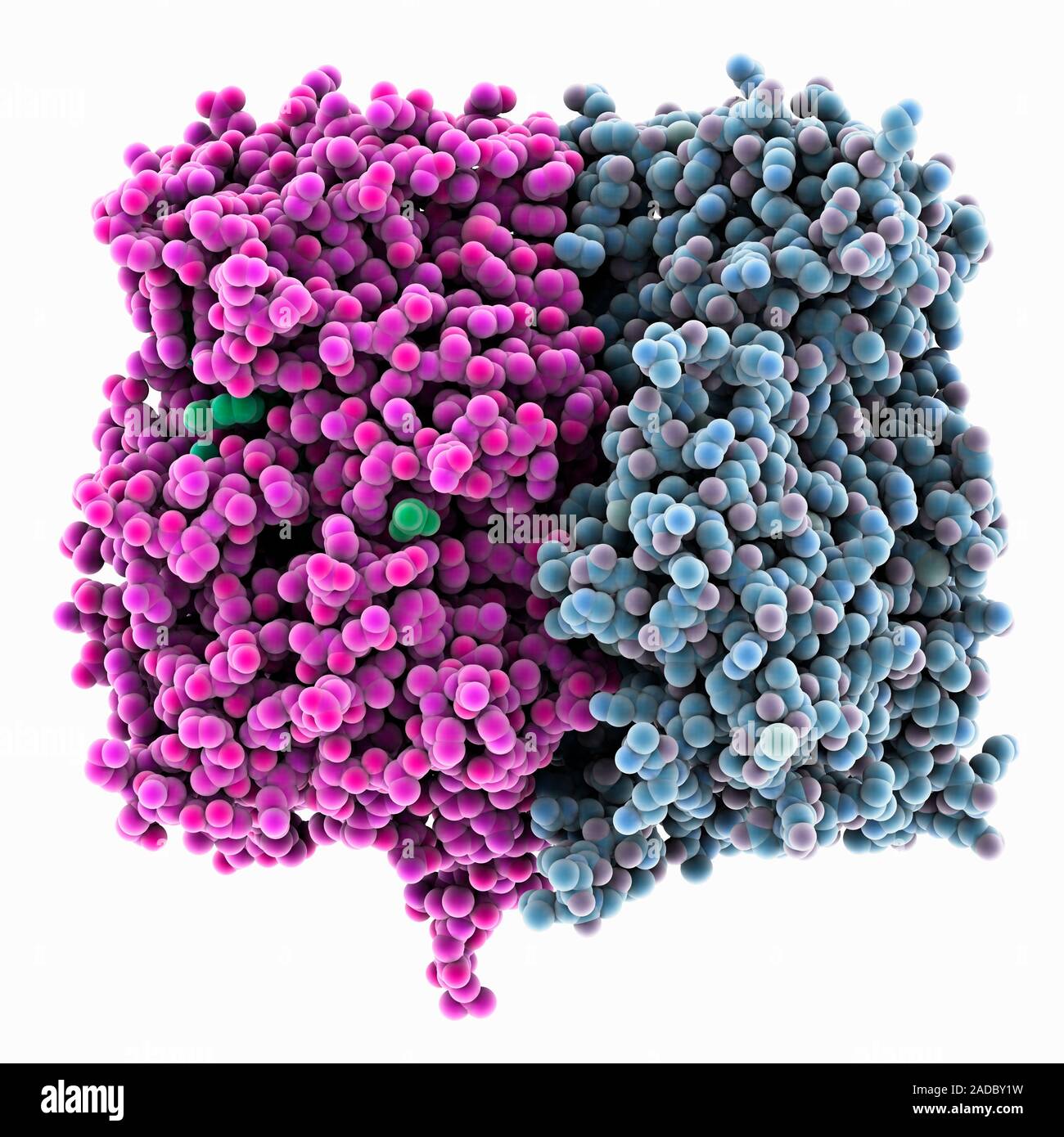 Nitric oxide synthase reductase. Computer model showing the structure ...