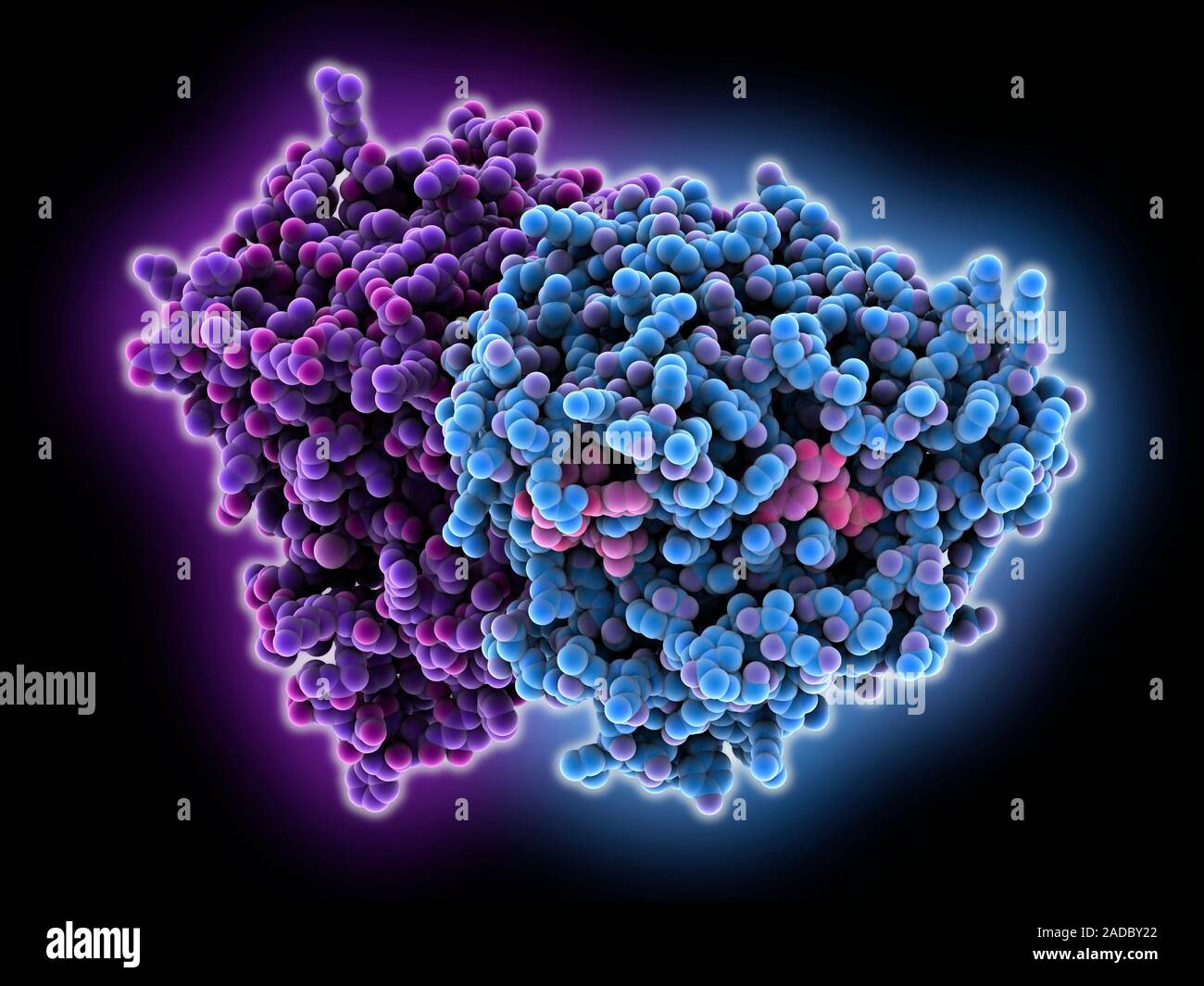 Dimeric alpha-beta tubulin. Computer model showing the structure of the ...