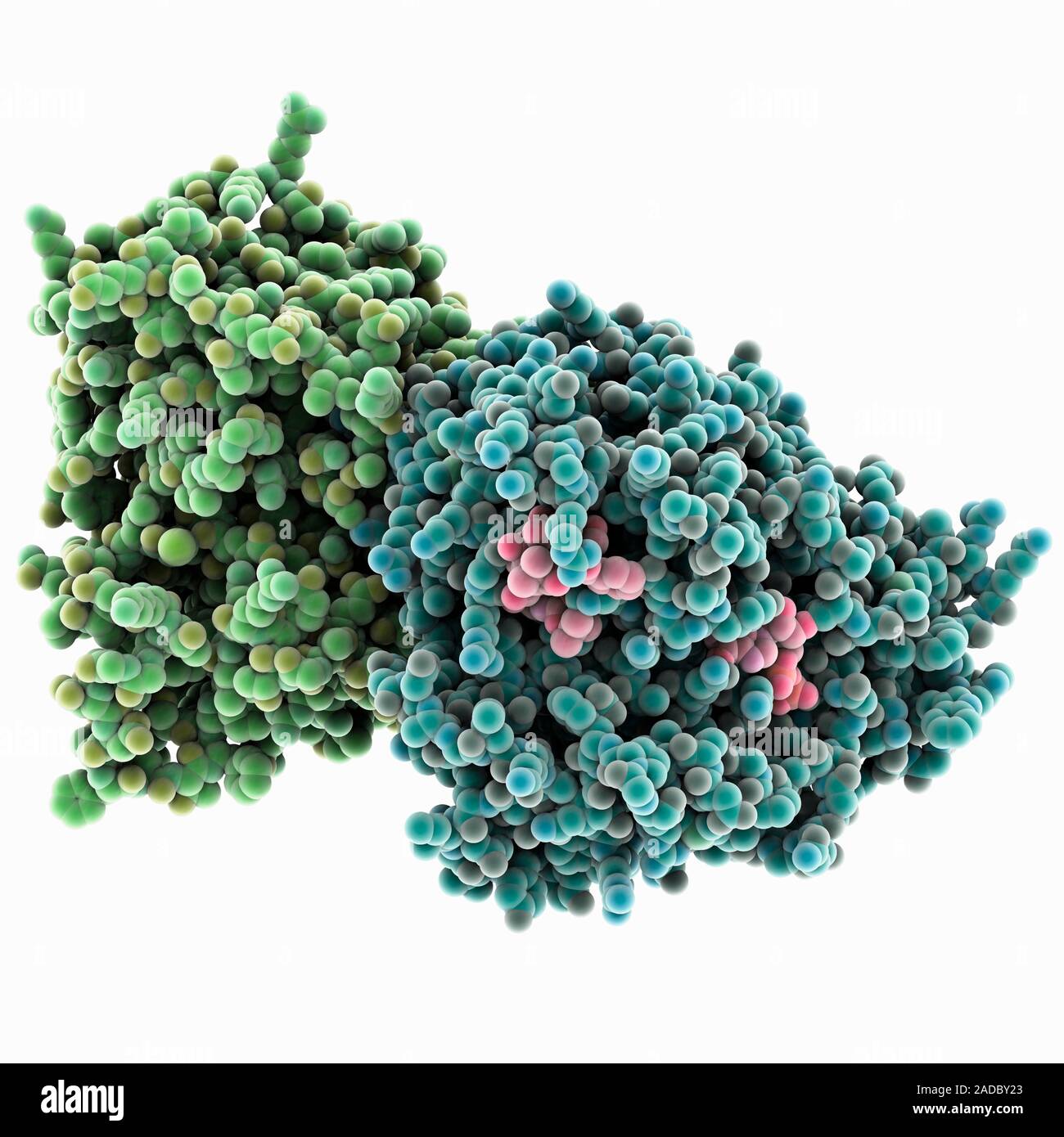 Dimeric Alpha Beta Tubulin Computer Model Showing The Structure Of The Tight Dimeric Complex