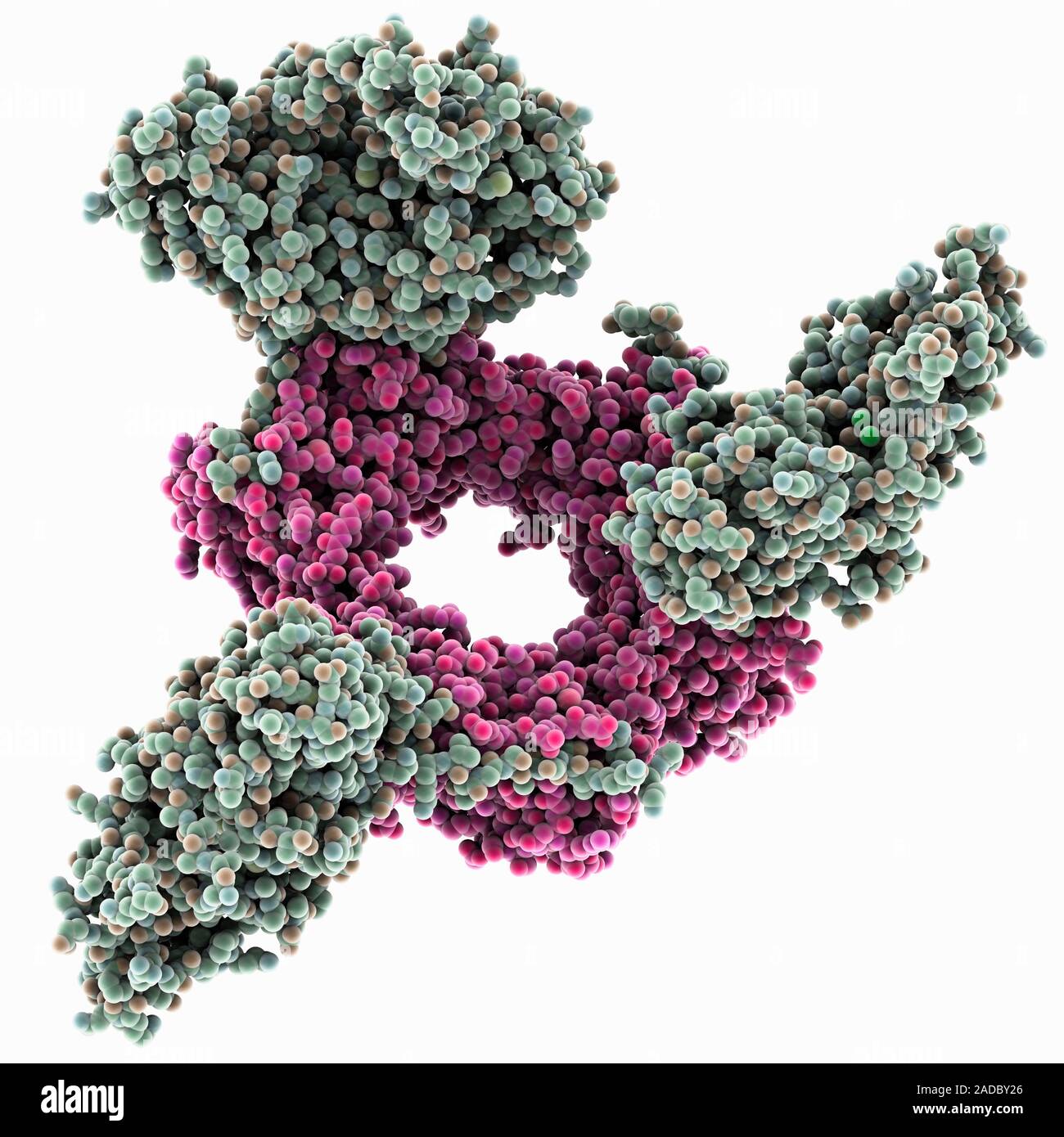 DNA sliding clamp complex. Computer model showing human flap ...