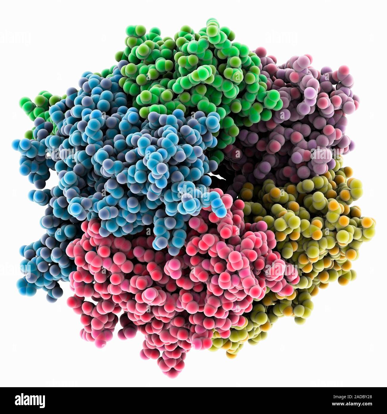 Acetylcholine binding protein complex. Computer model showing the ...
