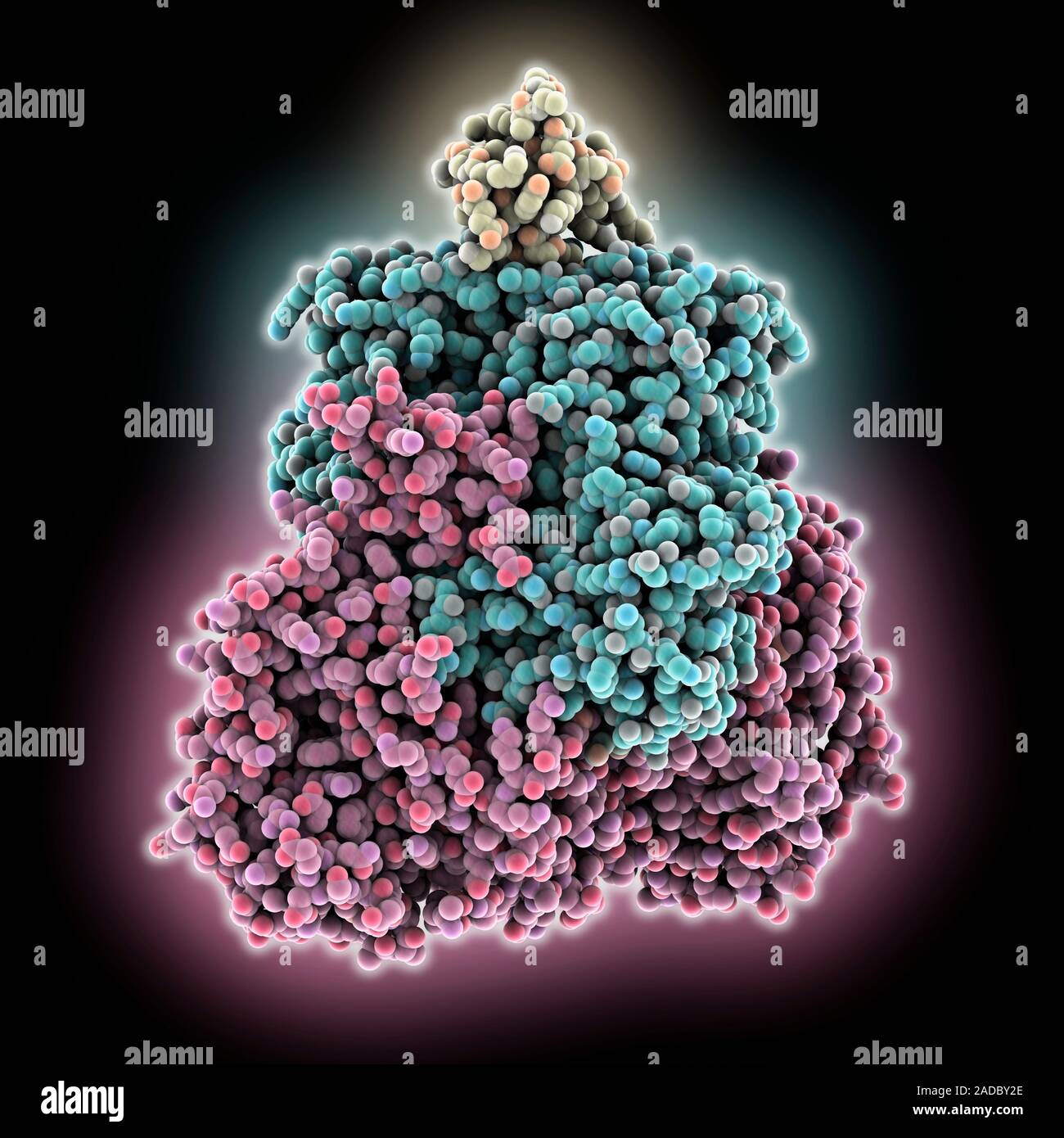 Pyruvate dehydrogenase complex. Computer model showing the structure of ...