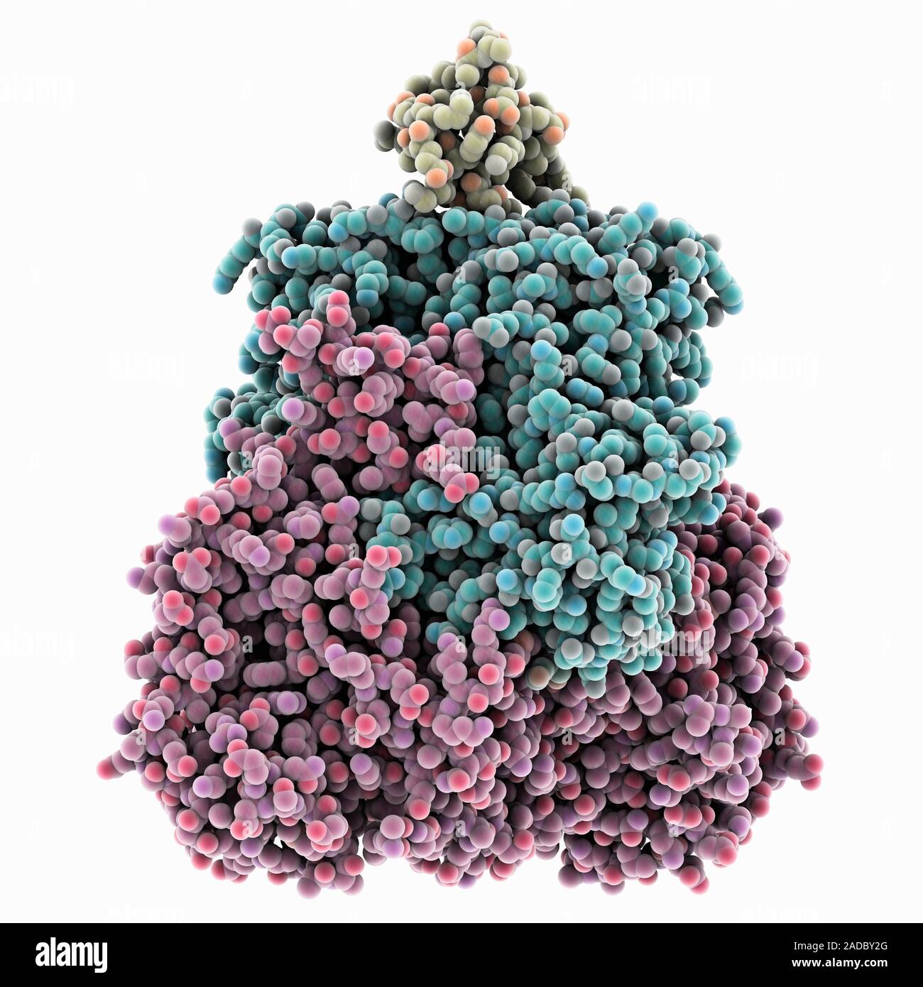 Pyruvate dehydrogenase complex. Computer model showing the structure of ...