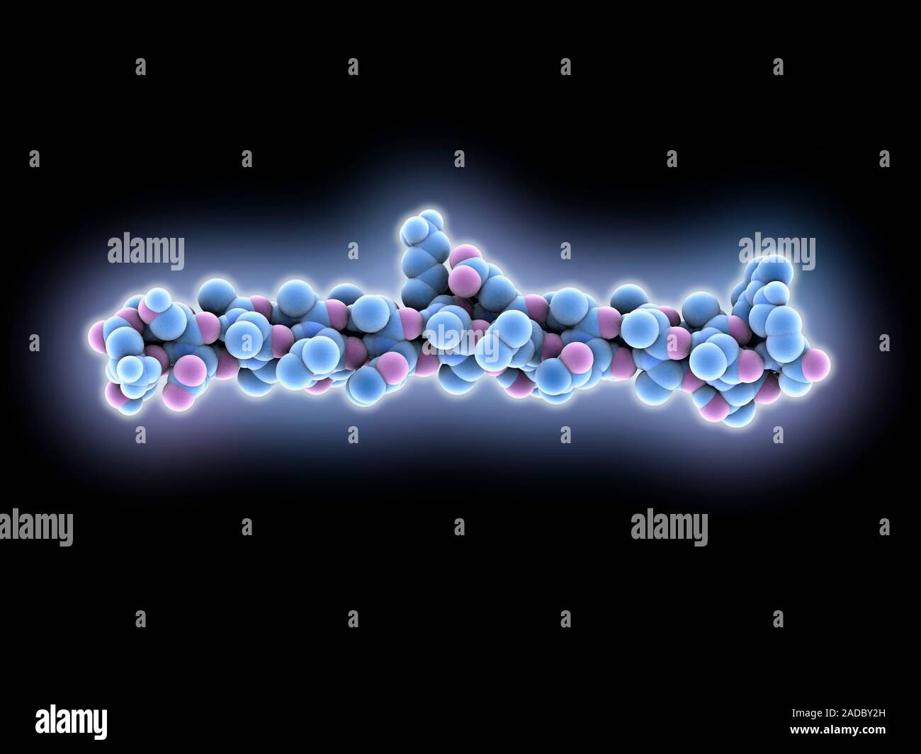 Antifreeze protein from winter flounder. Computer model showing the ...
