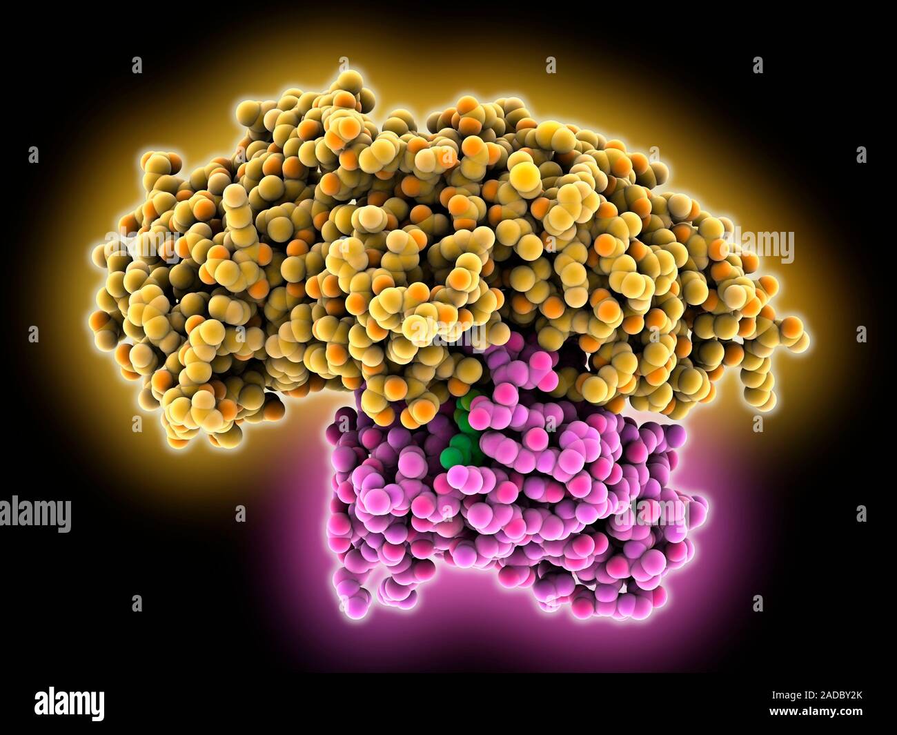 Ras-RasGAP complex. Computer model showing the structure of human Ras ...