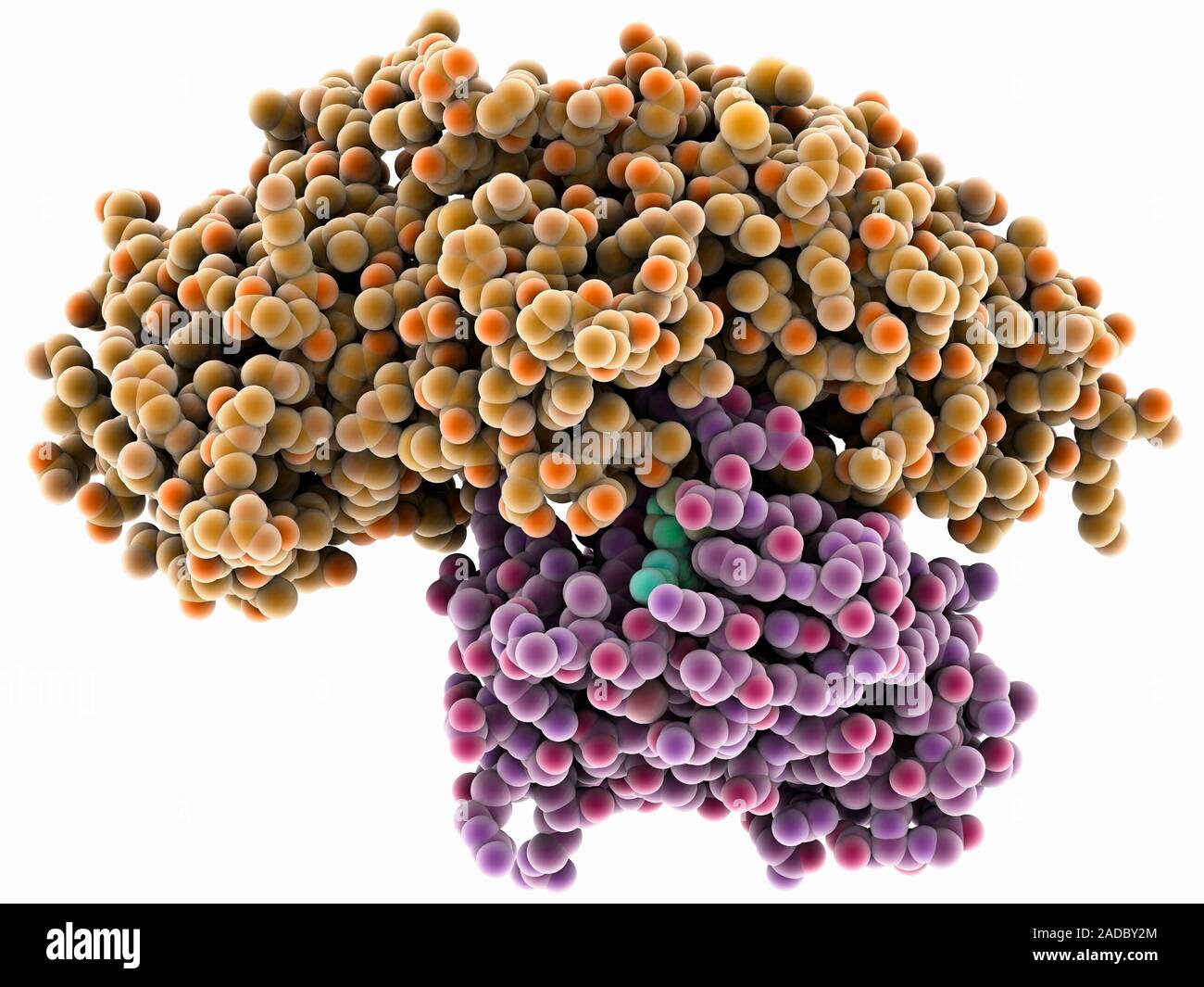 Ras-RasGAP complex. Computer model showing the structure of human Ras ...