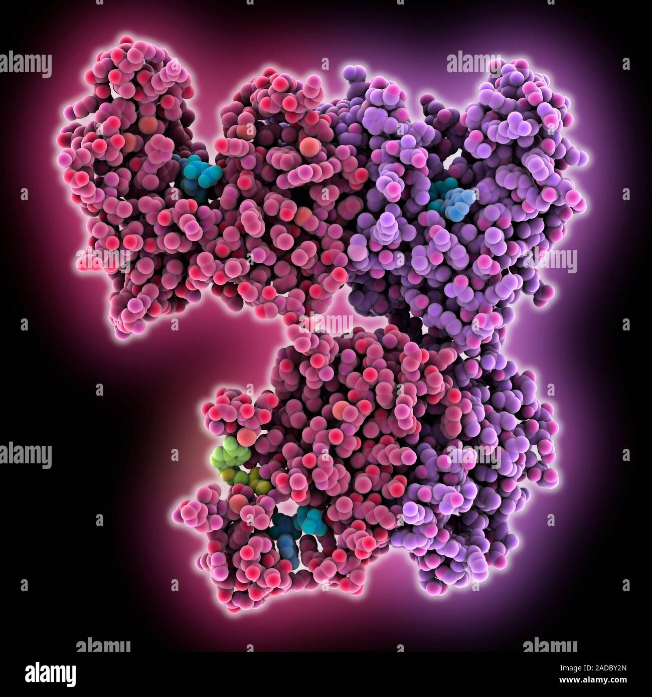 Human PAPS synthetase complex. Computer model showing the structure of ...