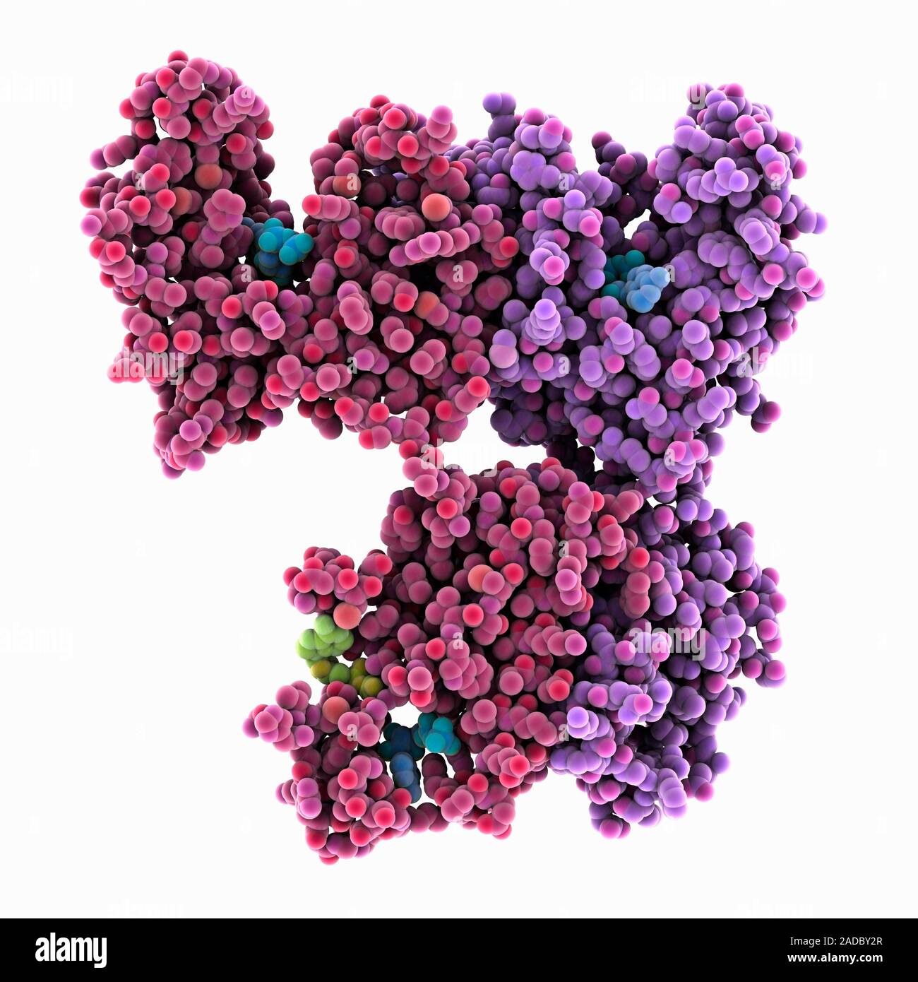 Human PAPS synthetase complex. Computer model showing the structure of ...
