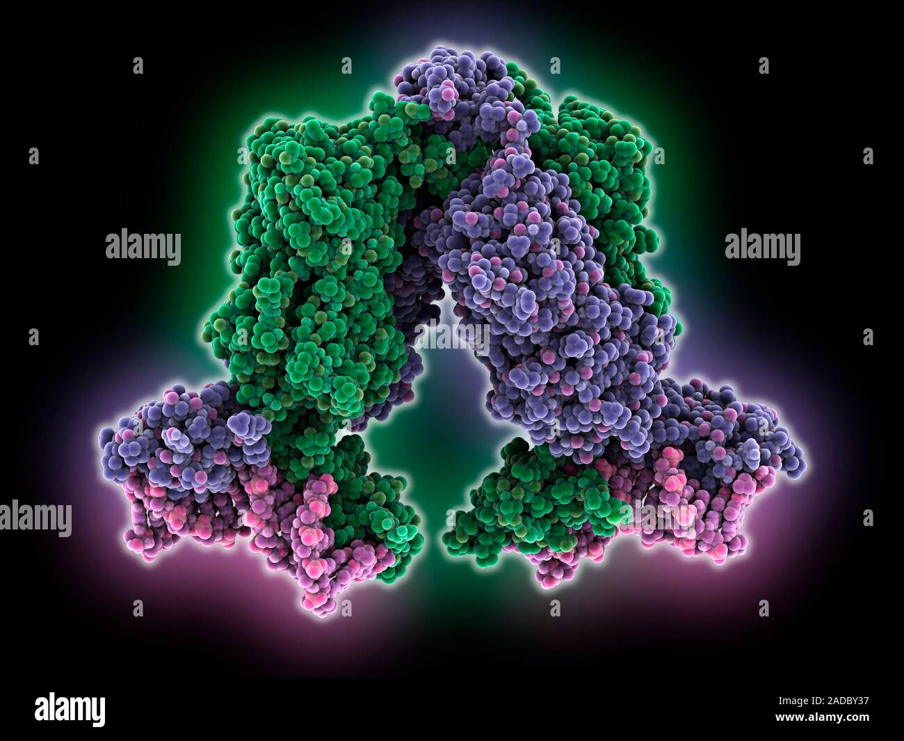 Lac Repressor Molecule Complex Computer Model Showing The Tetrameric