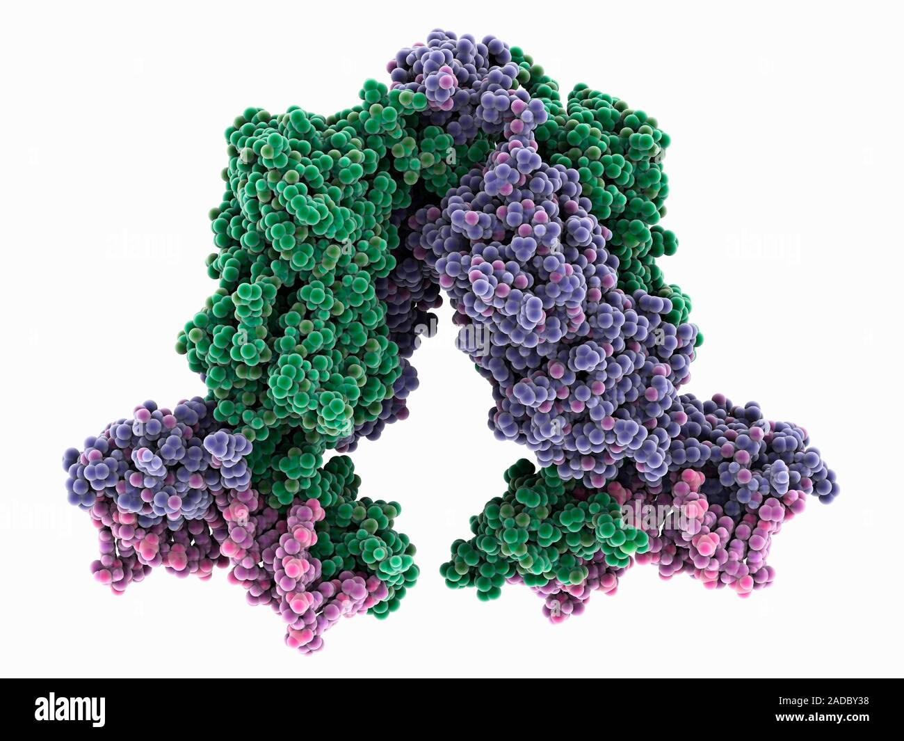 Lac Repressor Molecule Complex Computer Model Showing The Tetrameric Structure Green Purple