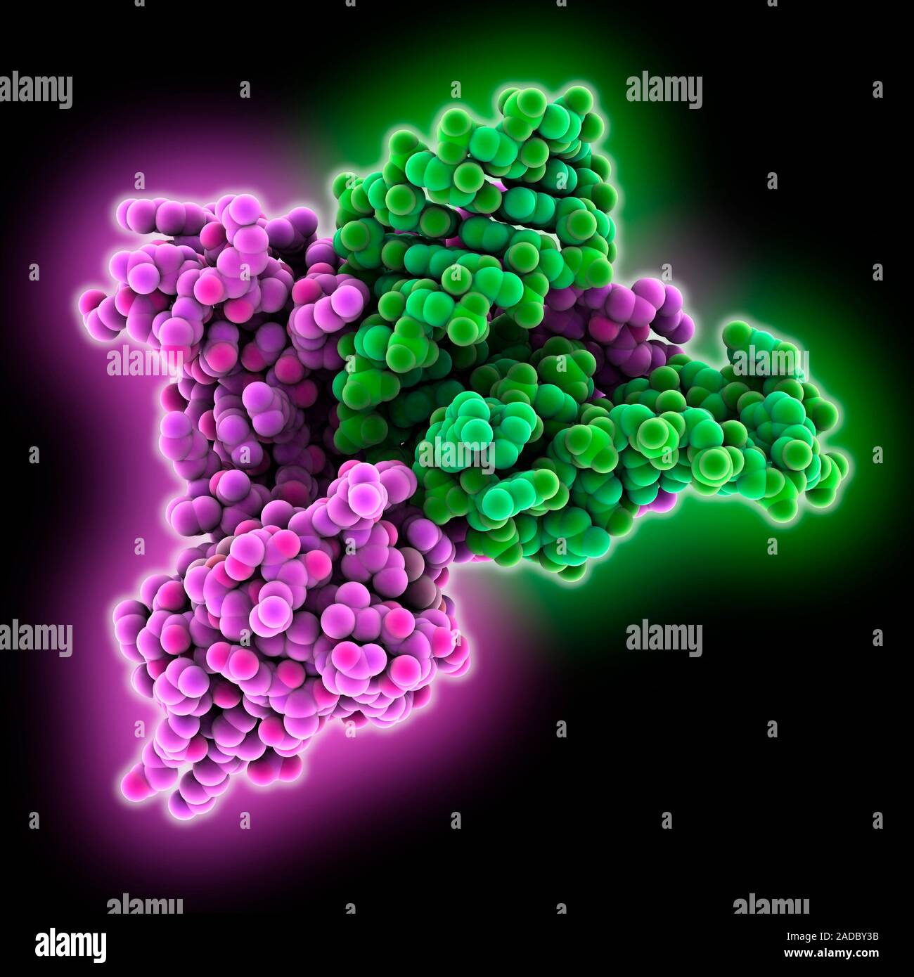 Ribosomal protein complexed with mRNA. Computer model showing the 50S ...