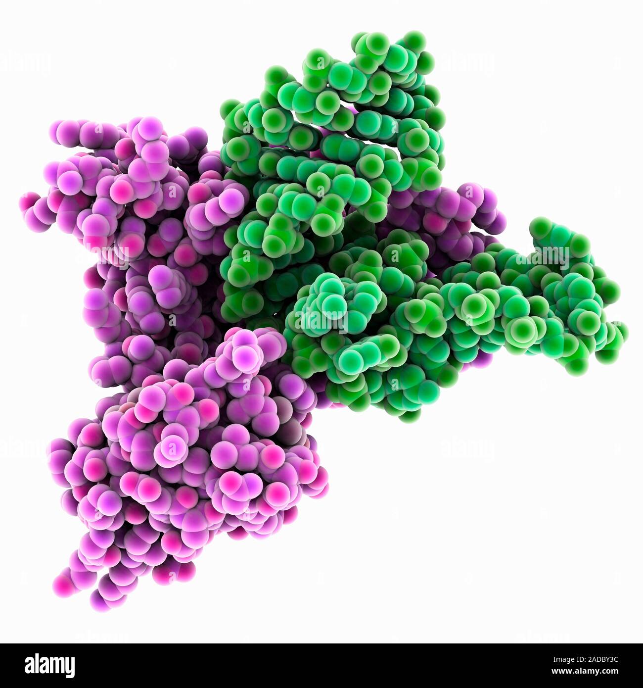 Ribosomal protein complexed with mRNA. Computer model showing the 50S ...