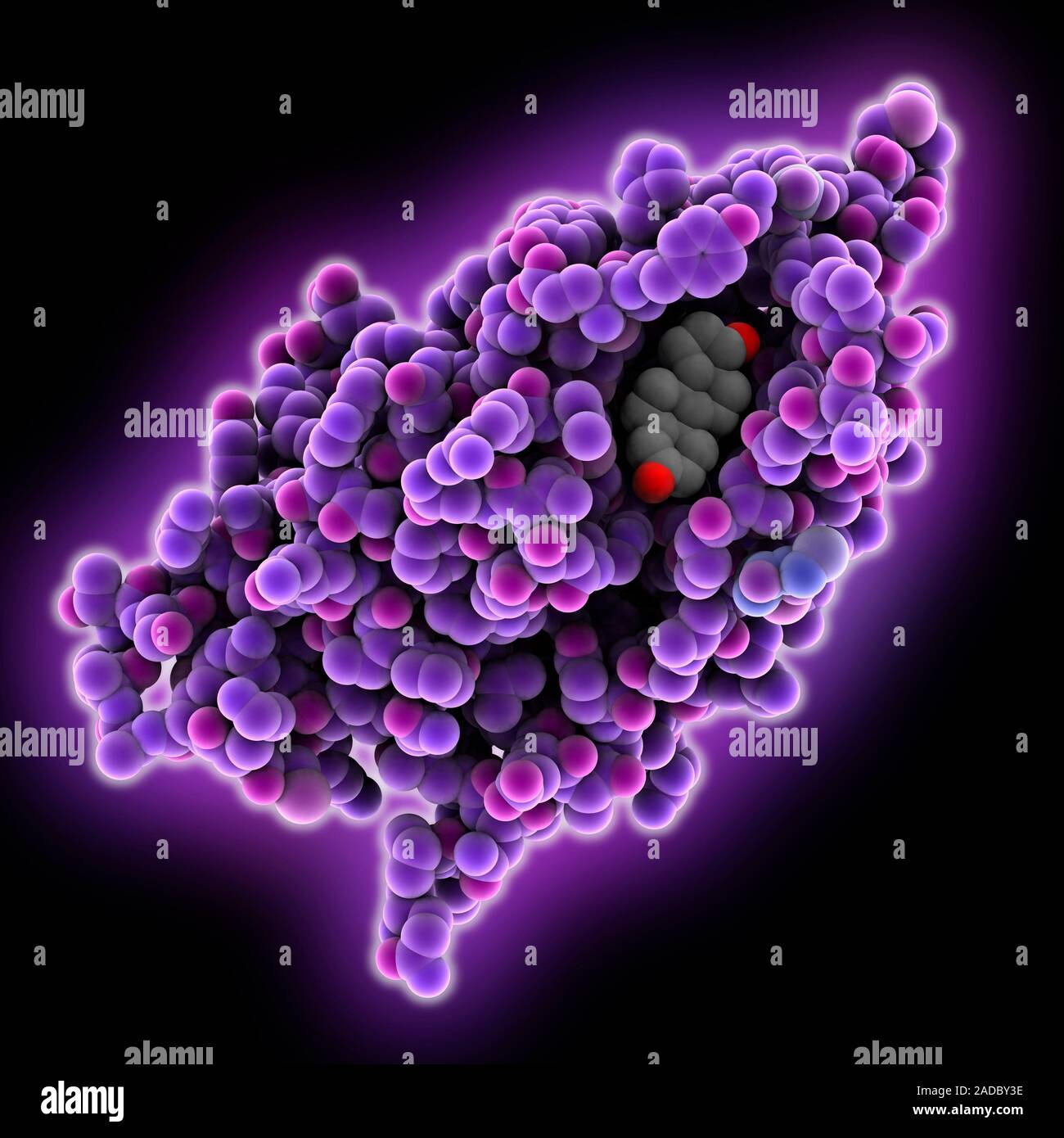 Androgen receptor complexed with testosterone. Computer model showing ...