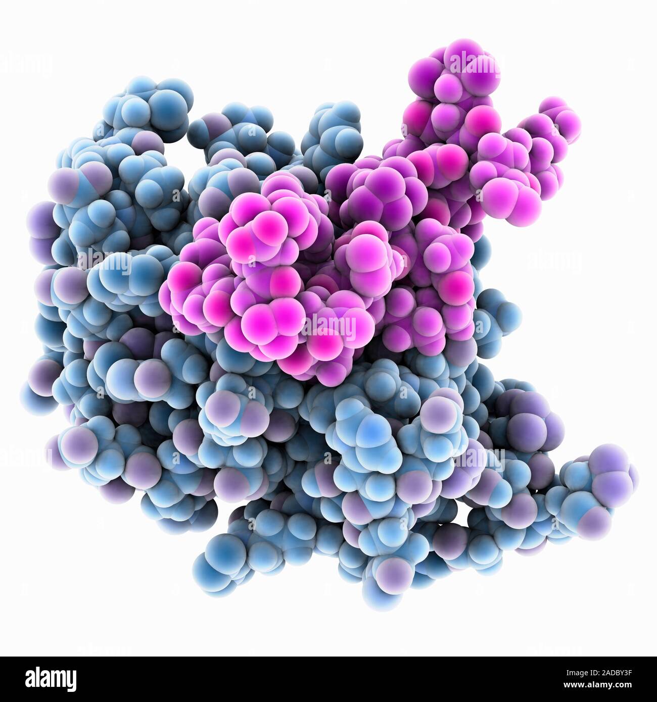 Bacterial ATPase complex. Computer model showing the structure of the F ...