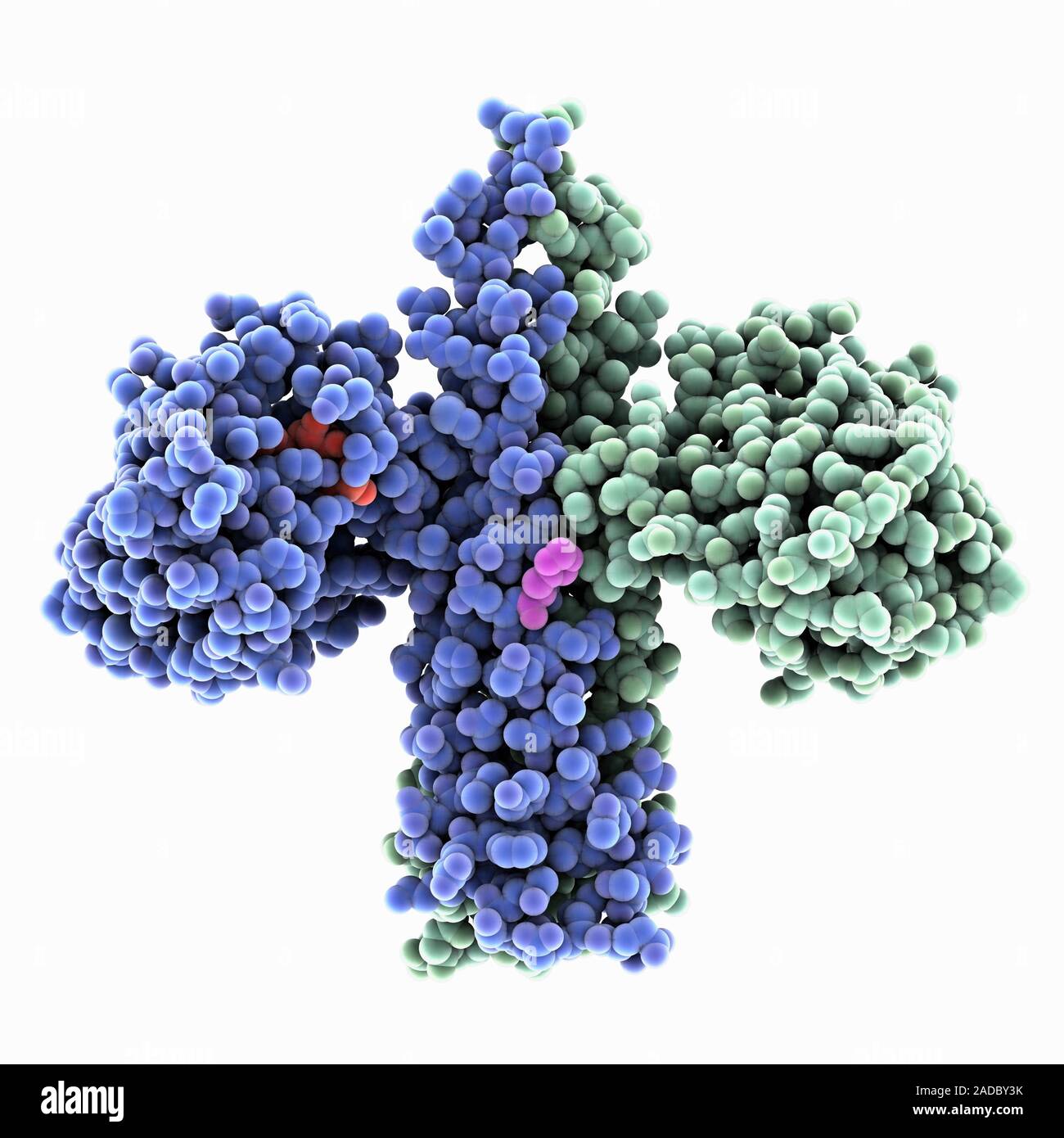 Bacterial sensor histidine kinase molecule. Computer model showing the ...