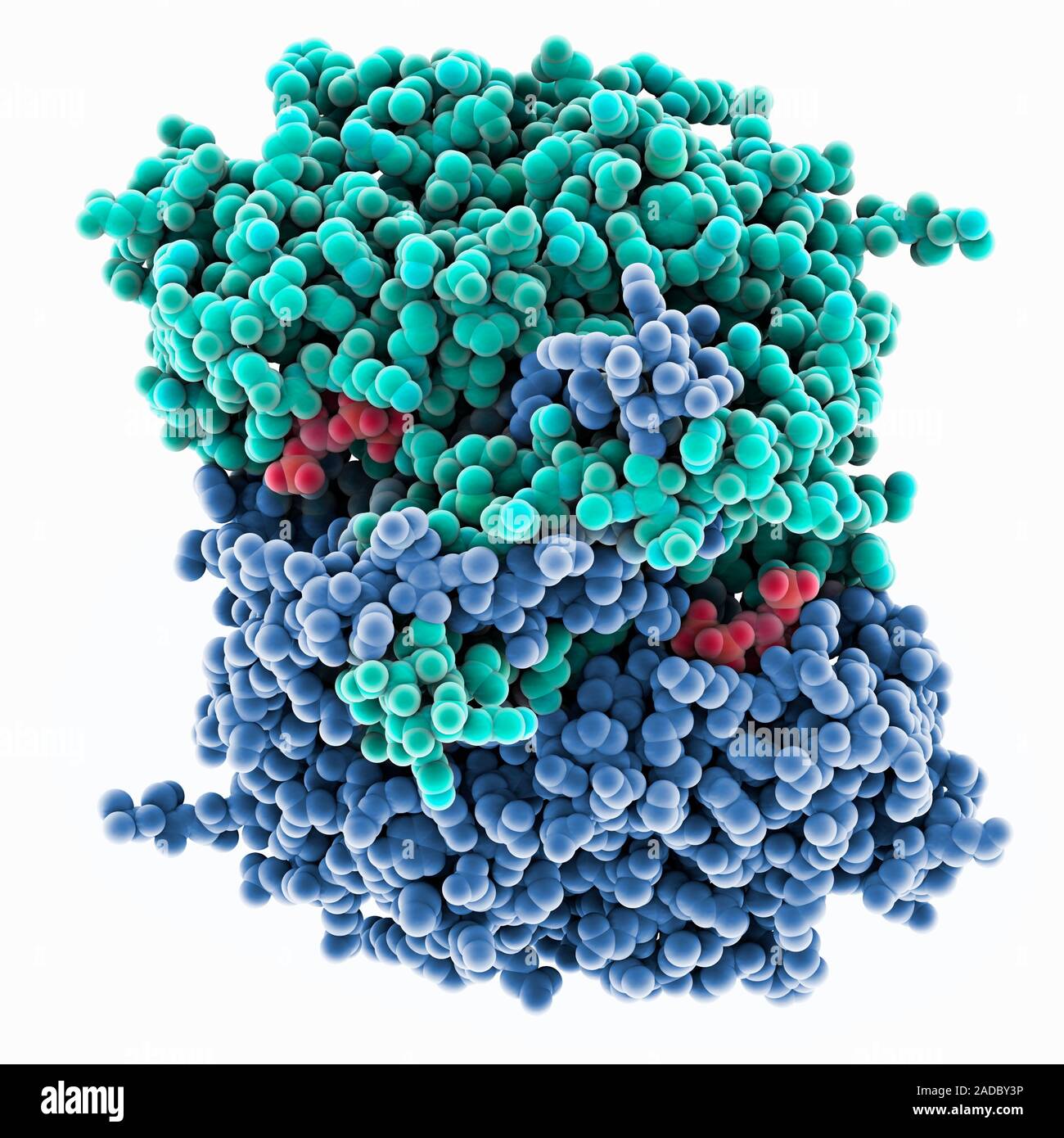 Citrate synthase molecule. Computer model showing the structure of the ...