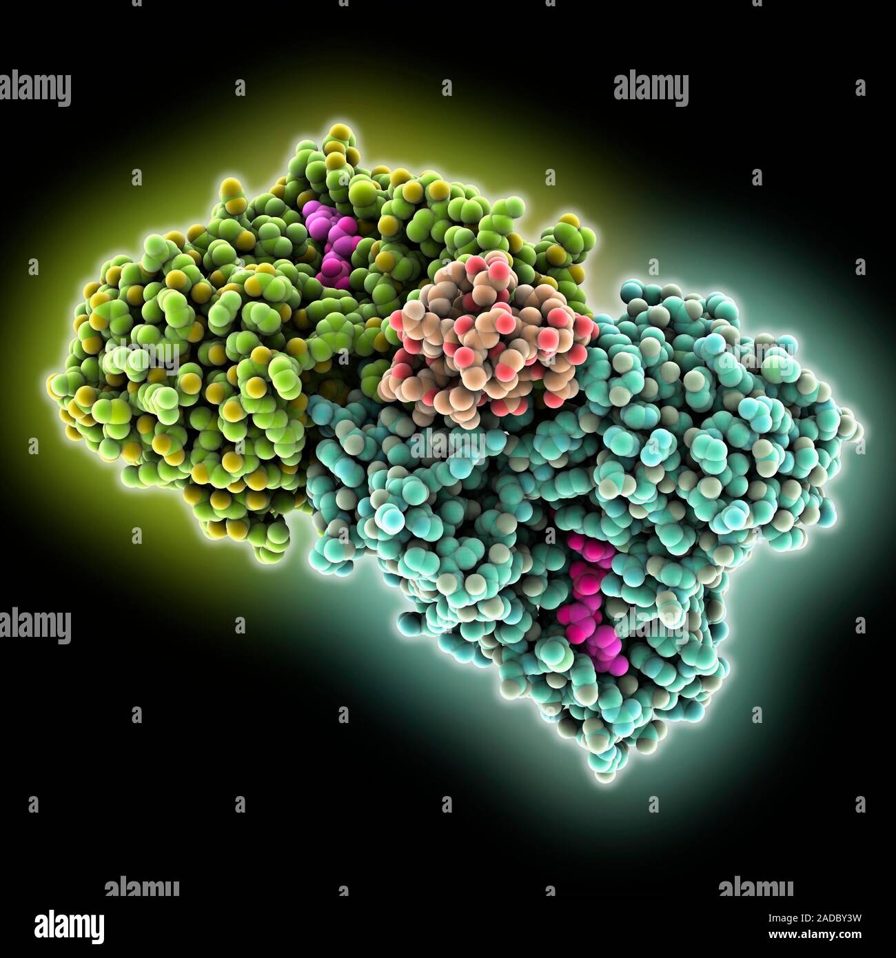 Lipoamide dehydrogenase molecule. Computer model showing the structure ...