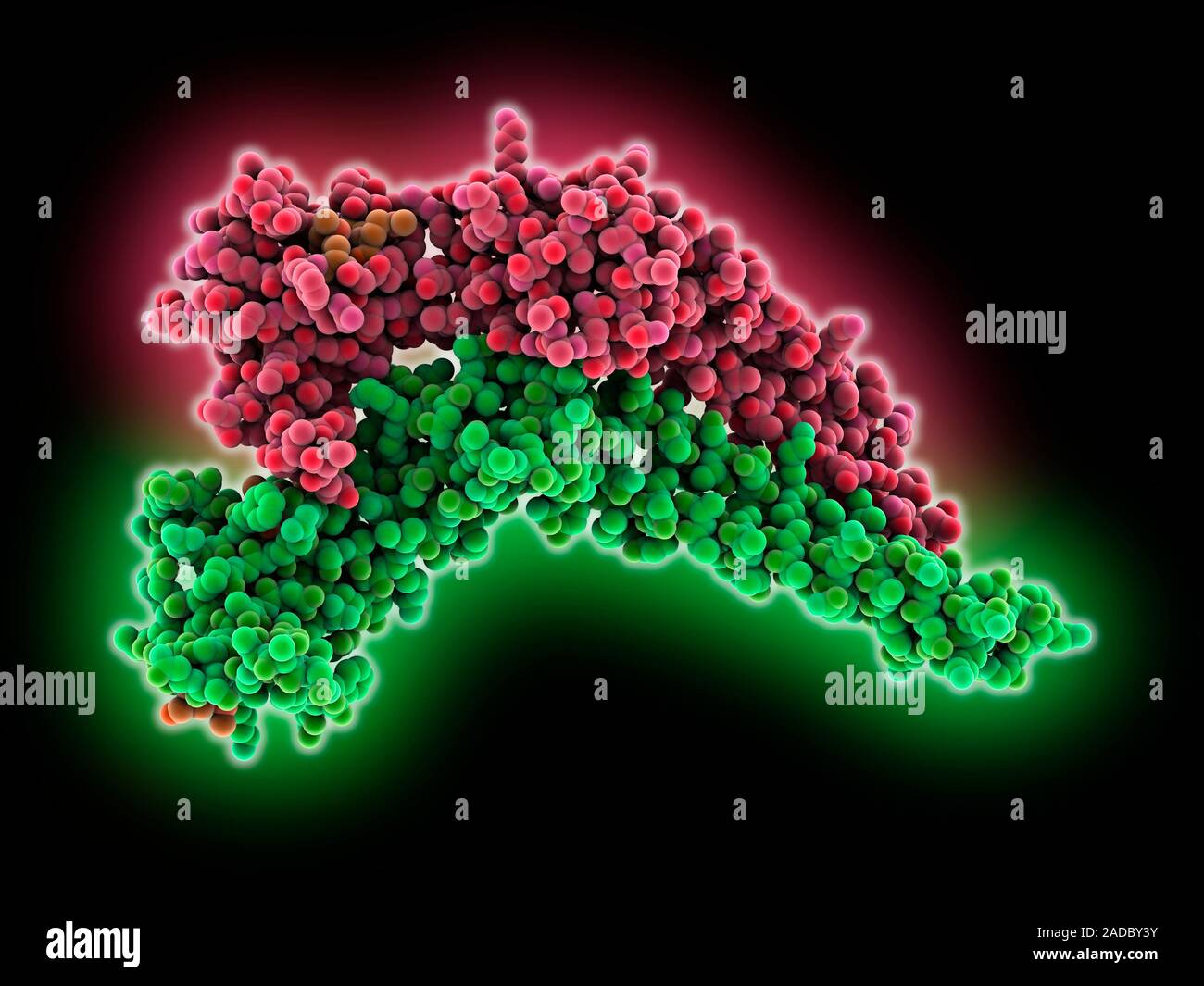 Multidrug efflux transporter component AcrA. Computer model showing the ...