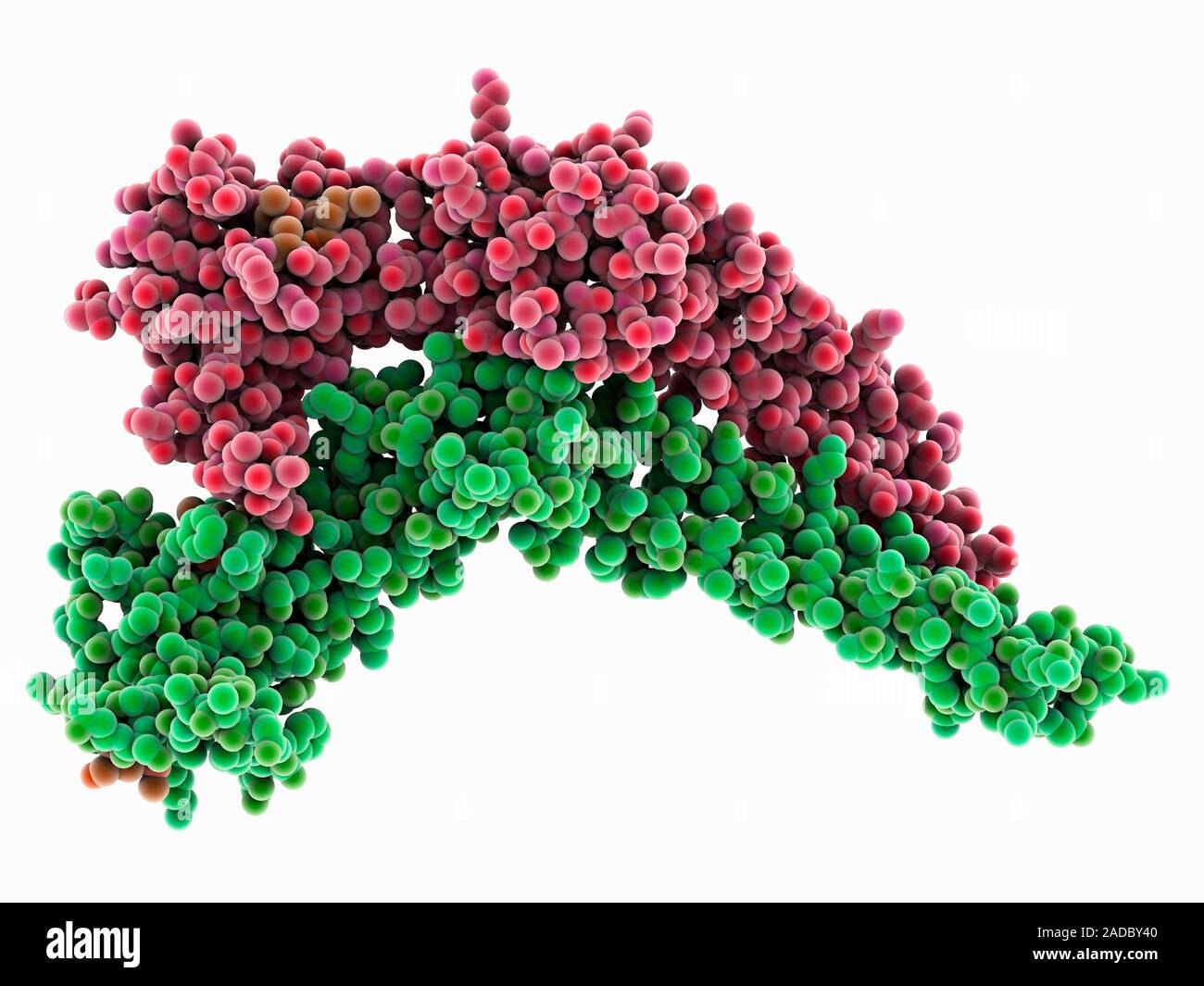 Multidrug efflux transporter component AcrA. Computer model showing the ...