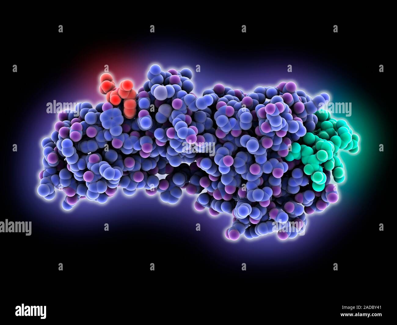 Ap 2 Clathrin Adapter Appendage Complex Computer Model Showing The