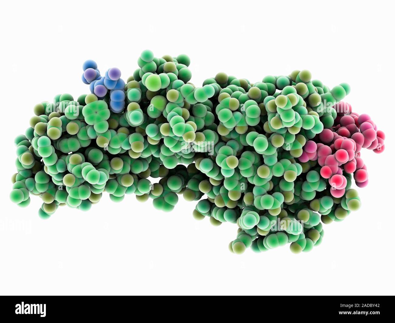 Ap 2 Clathrin Adapter Appendage Complex Computer Model Showing The