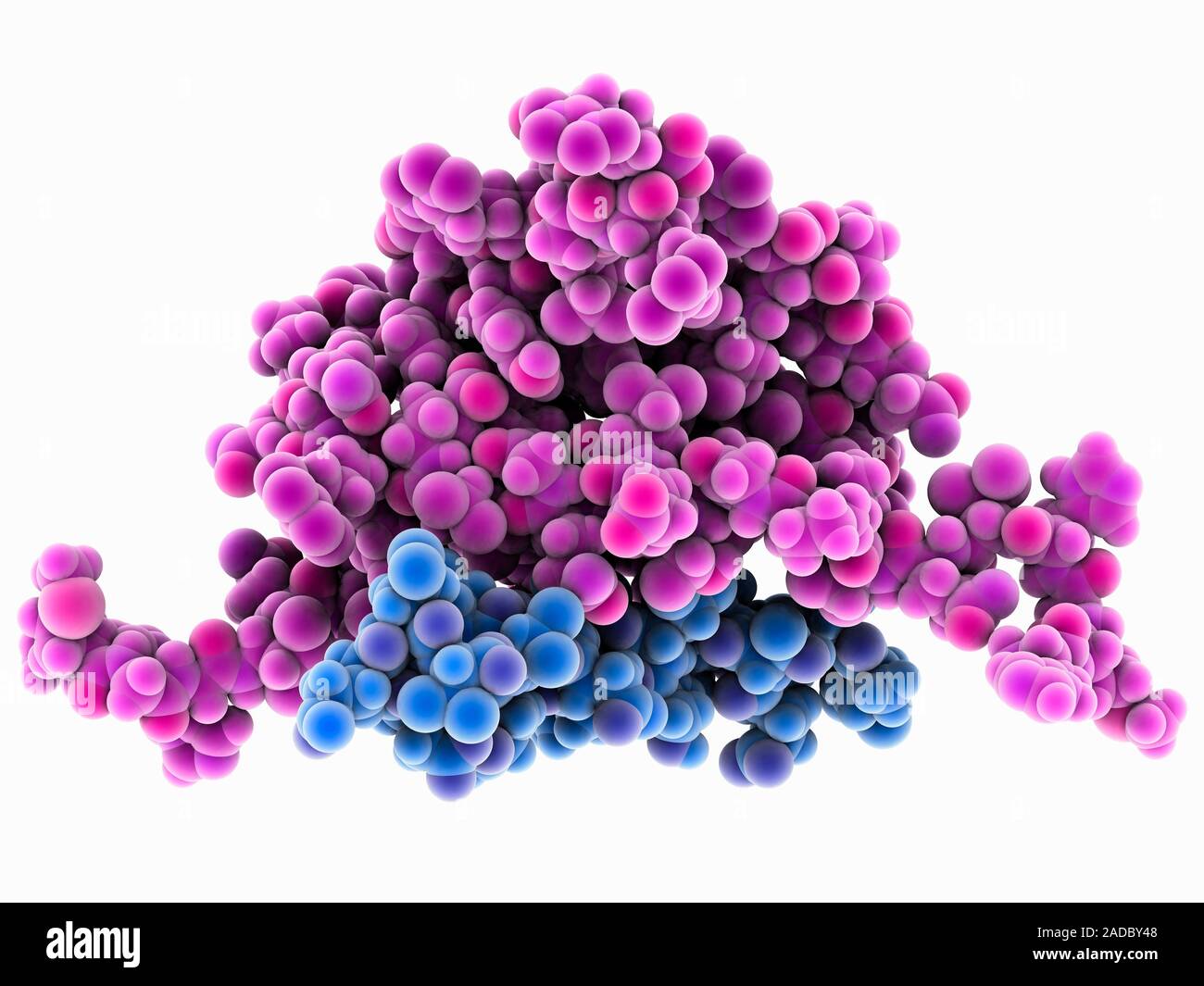 cAMP-dependent protein kinase complex. Computer model showing the ...