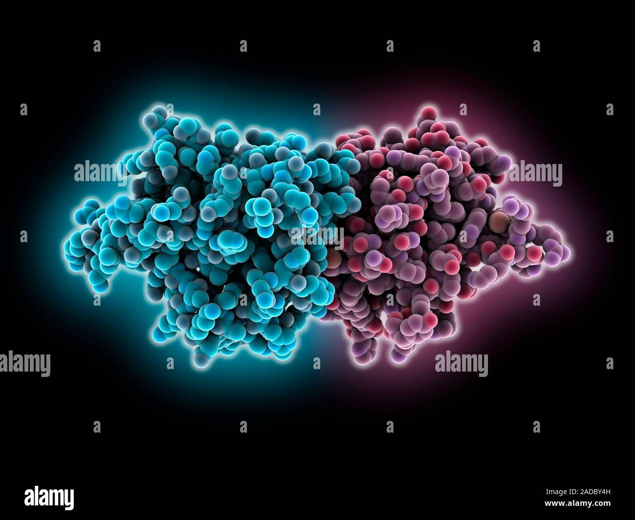 Toll-Like receptor TIR domain. Computer model showing the symmetric ...