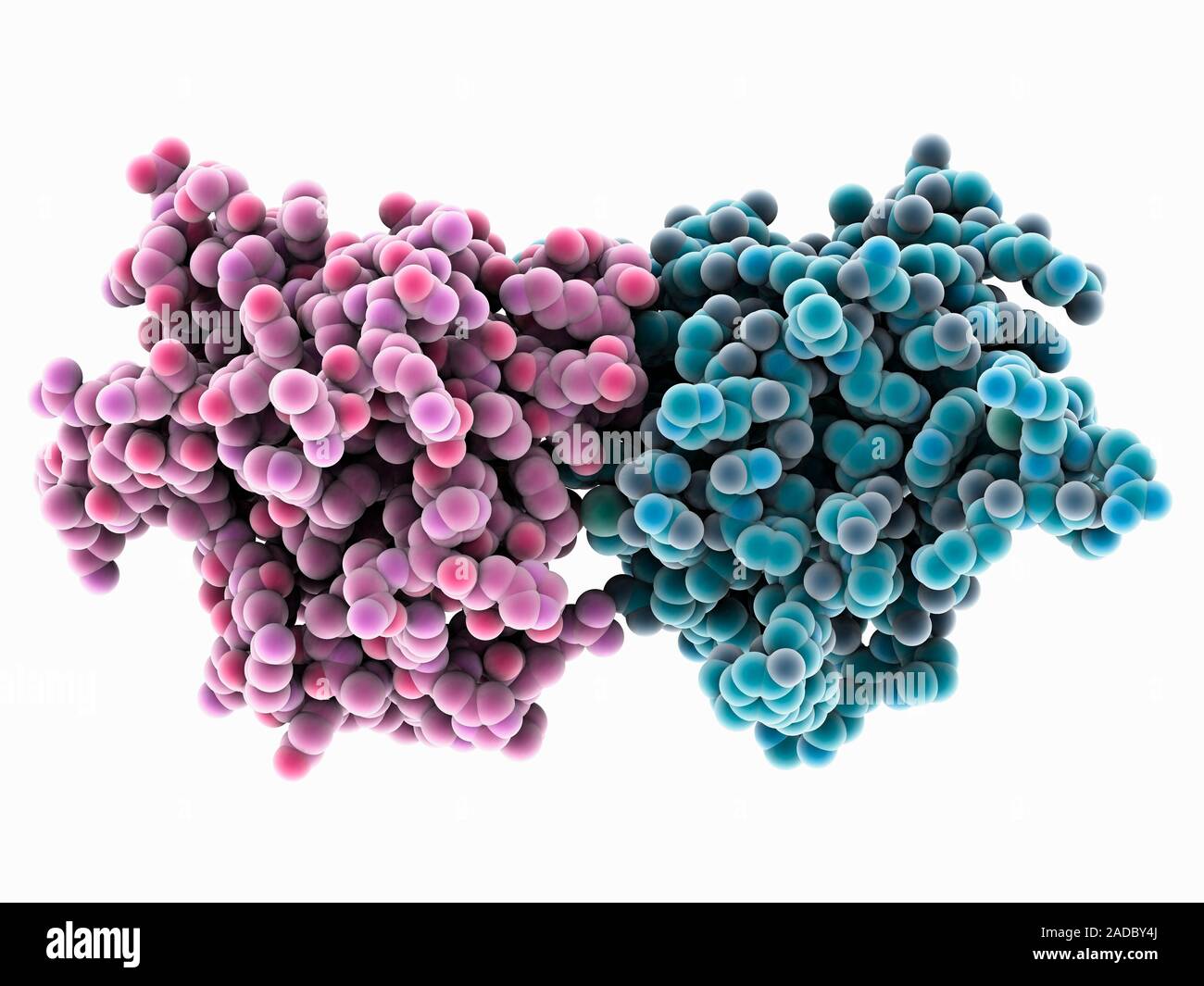 Toll-Like receptor TIR domain. Computer model showing the symmetric ...