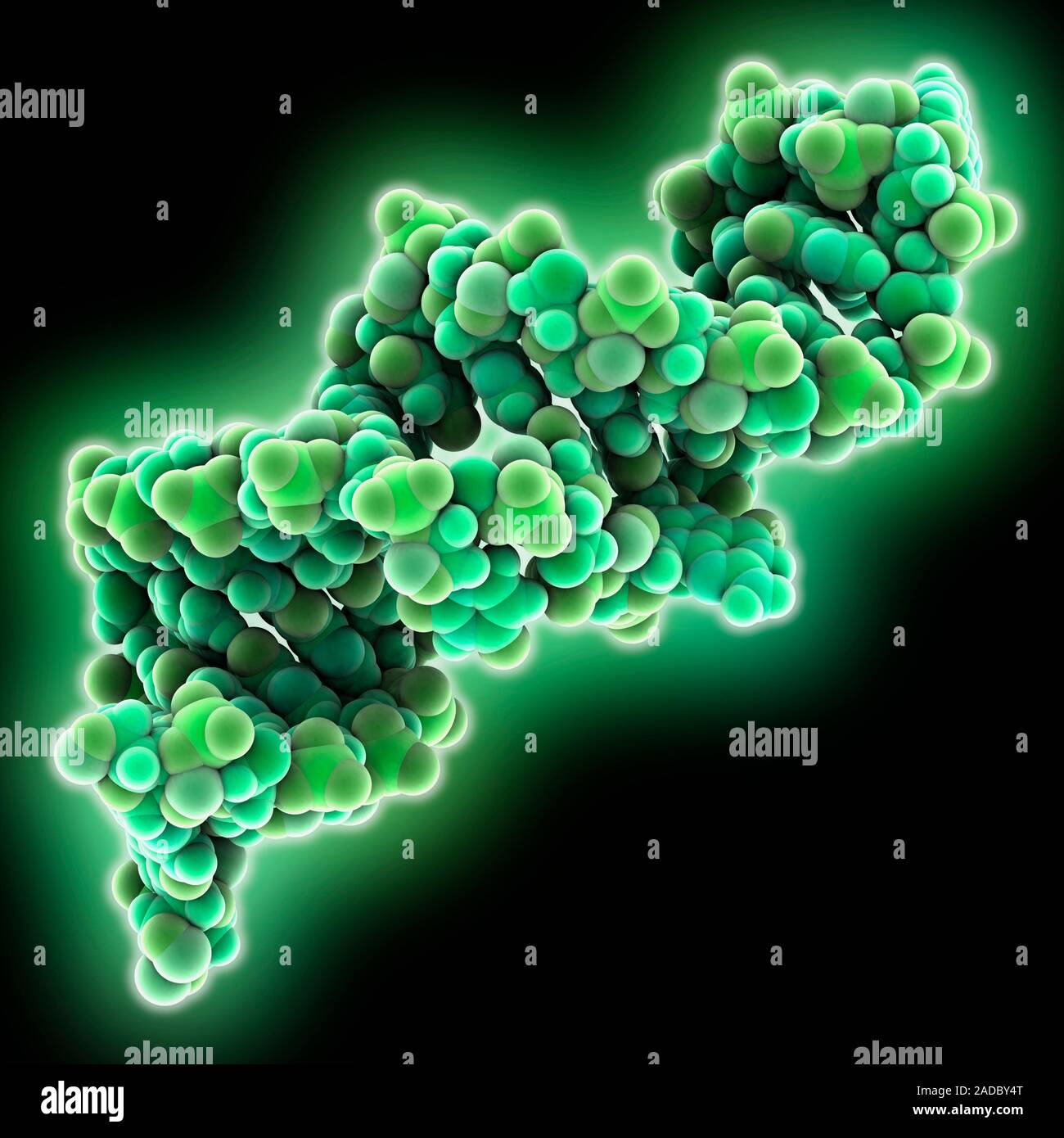 MessengerRNA. Computer model showing the structure of an RNA ...