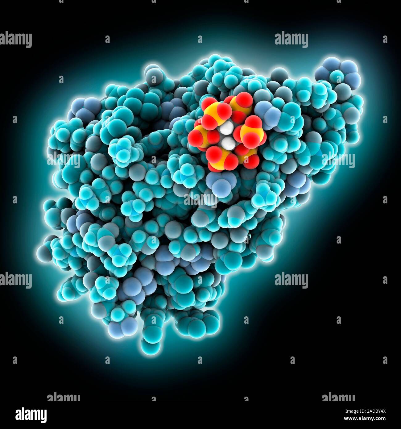 Human Synaptotagmin 1 Bound With Inositol Hexaphosphate Computer Model