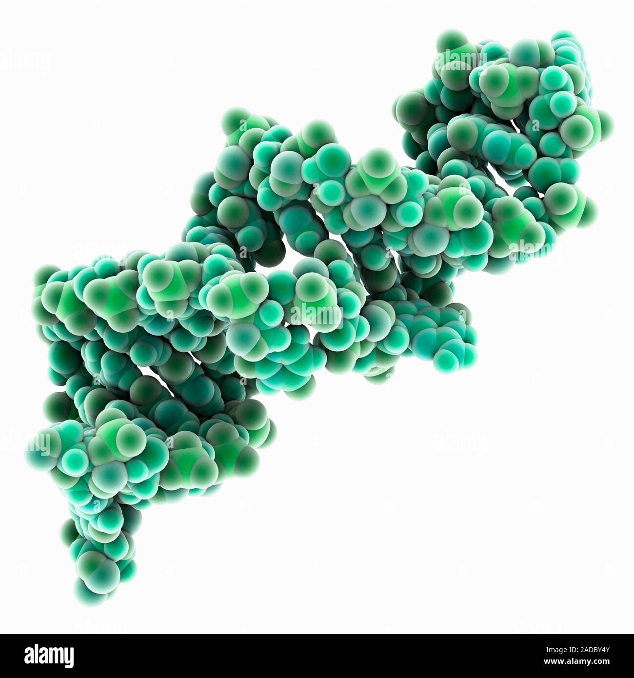 MessengerRNA. Computer model showing the structure of an RNA ...