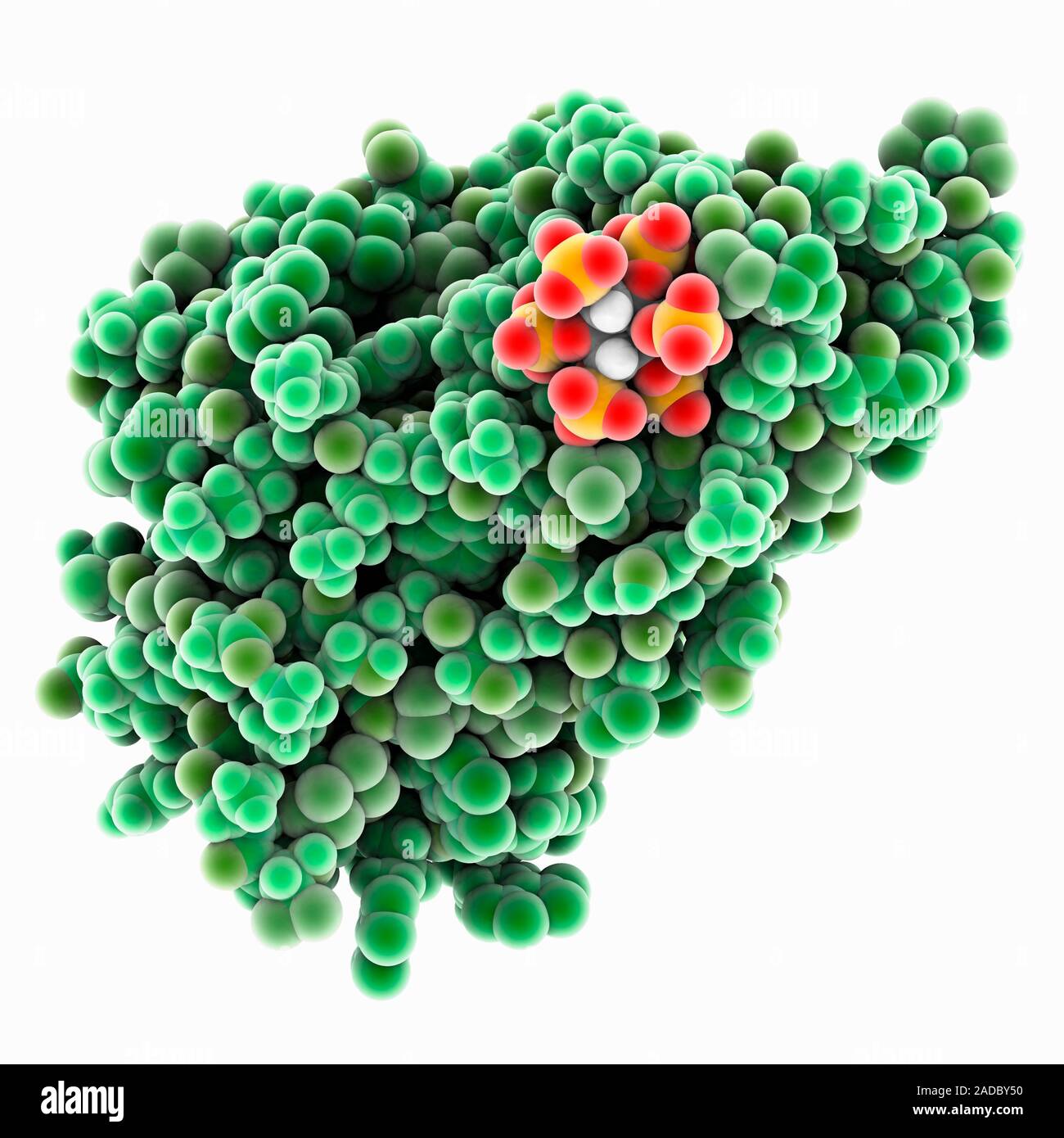 Human synaptotagmin-1 bound with inositol hexaphosphate. Computer model ...