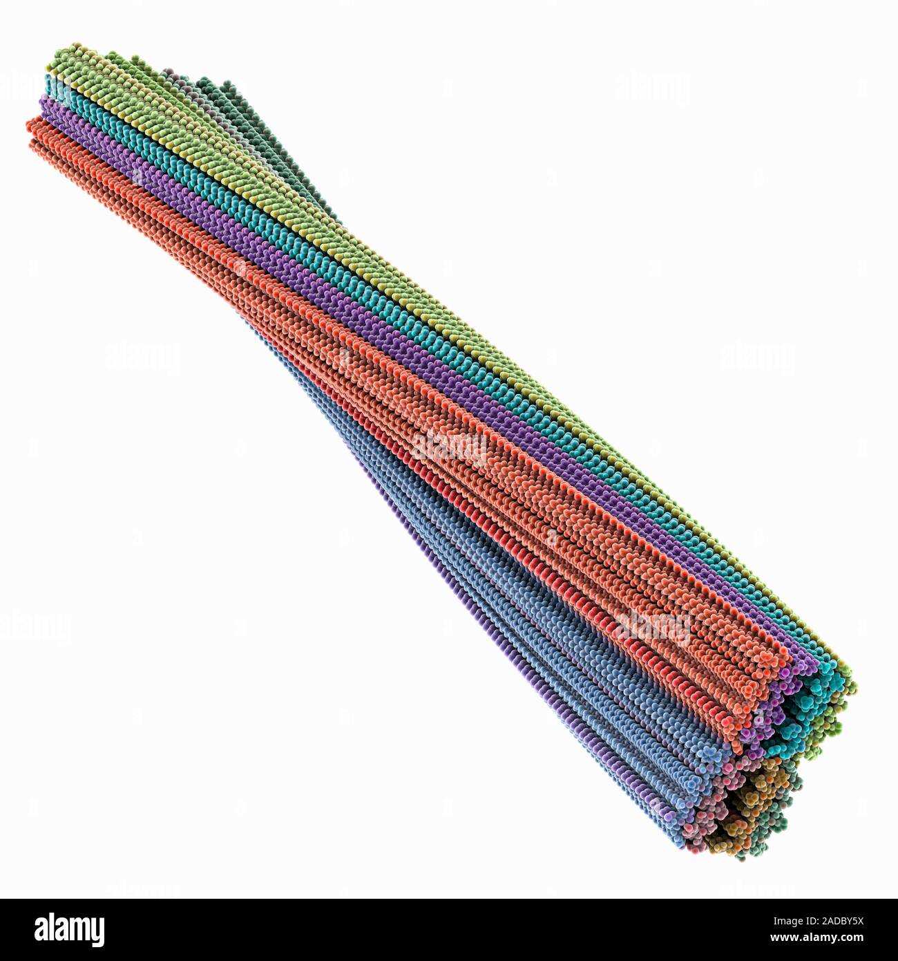 Cross-beta amyloid fibril. Computer model showing the structure of a ...