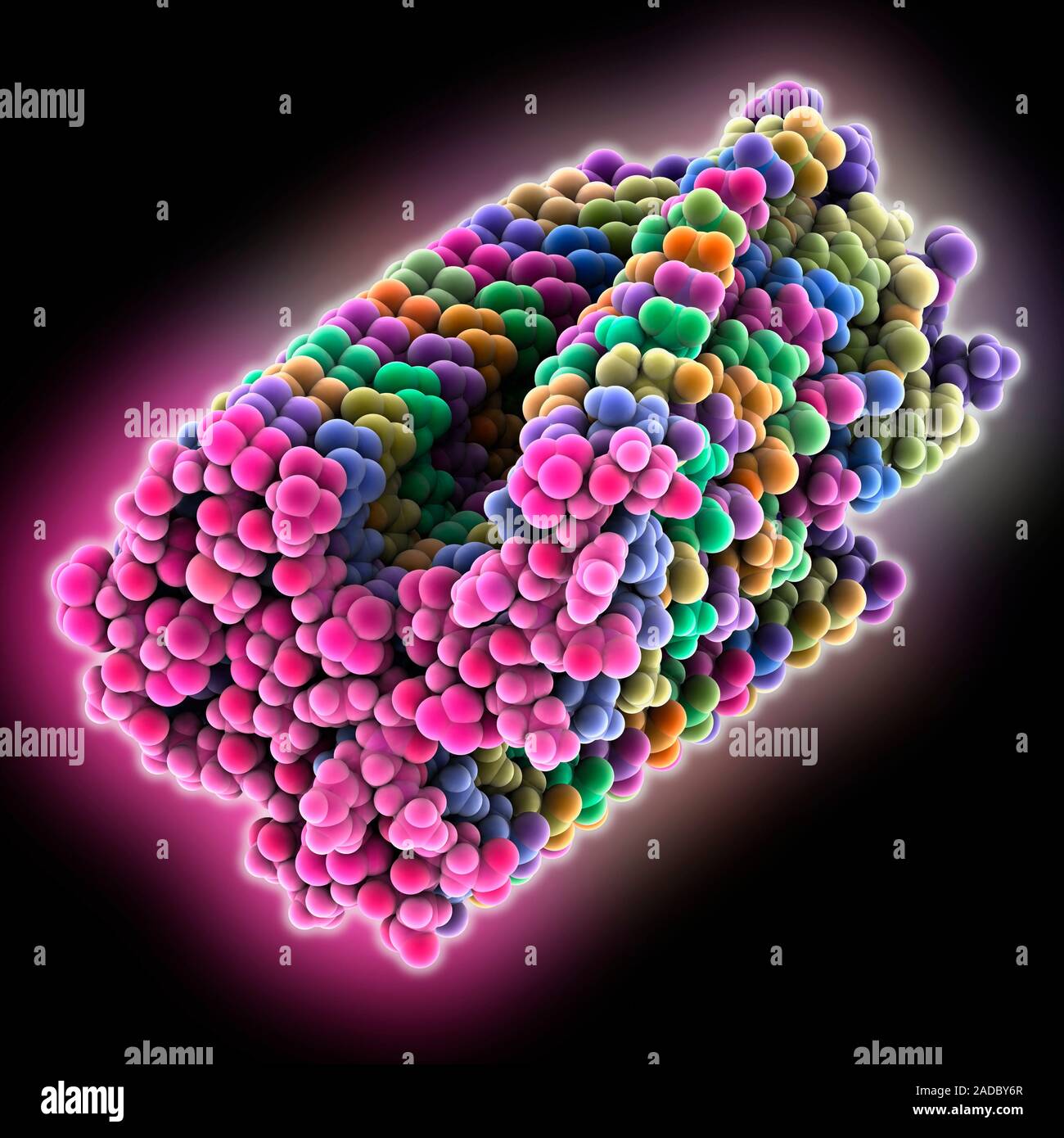 Beta amyloid fibril structure. Computer model showing a beta (1-42 ...