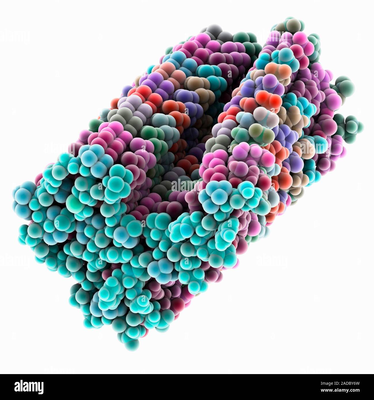 Beta amyloid fibril structure. Computer model showing a beta (1-42 ...