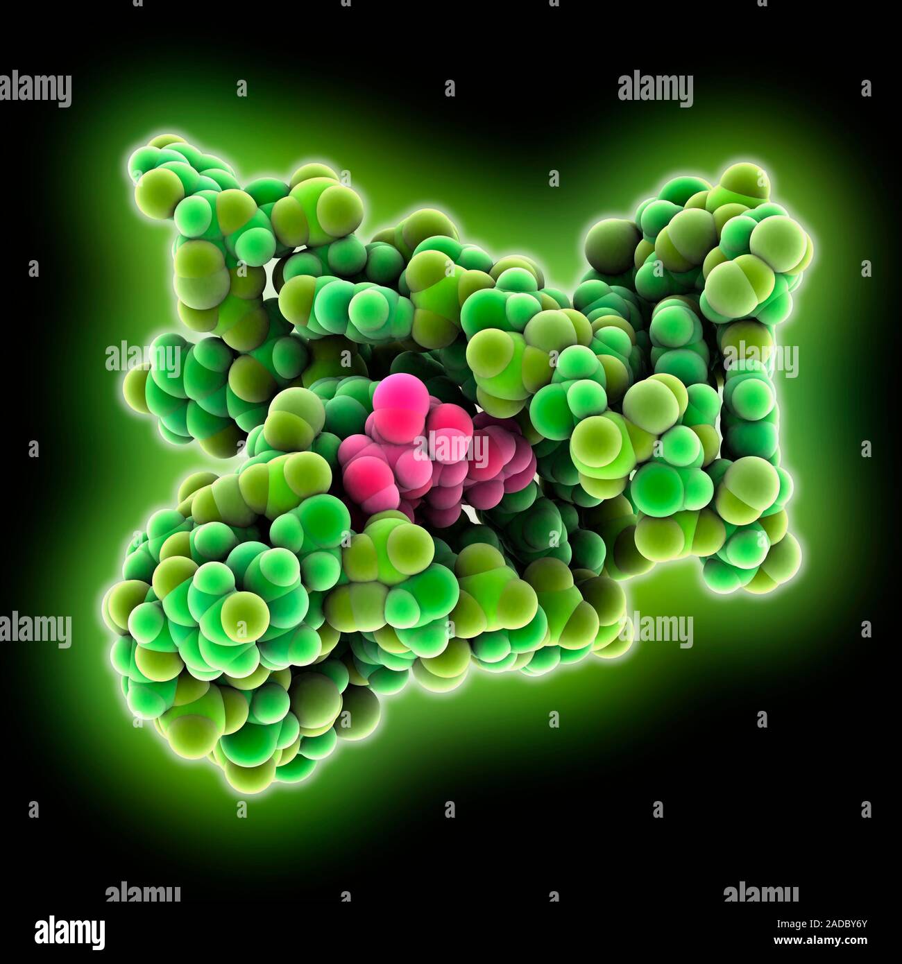 Riboswitch sensing ribostamycin. Computer model showing the structure ...