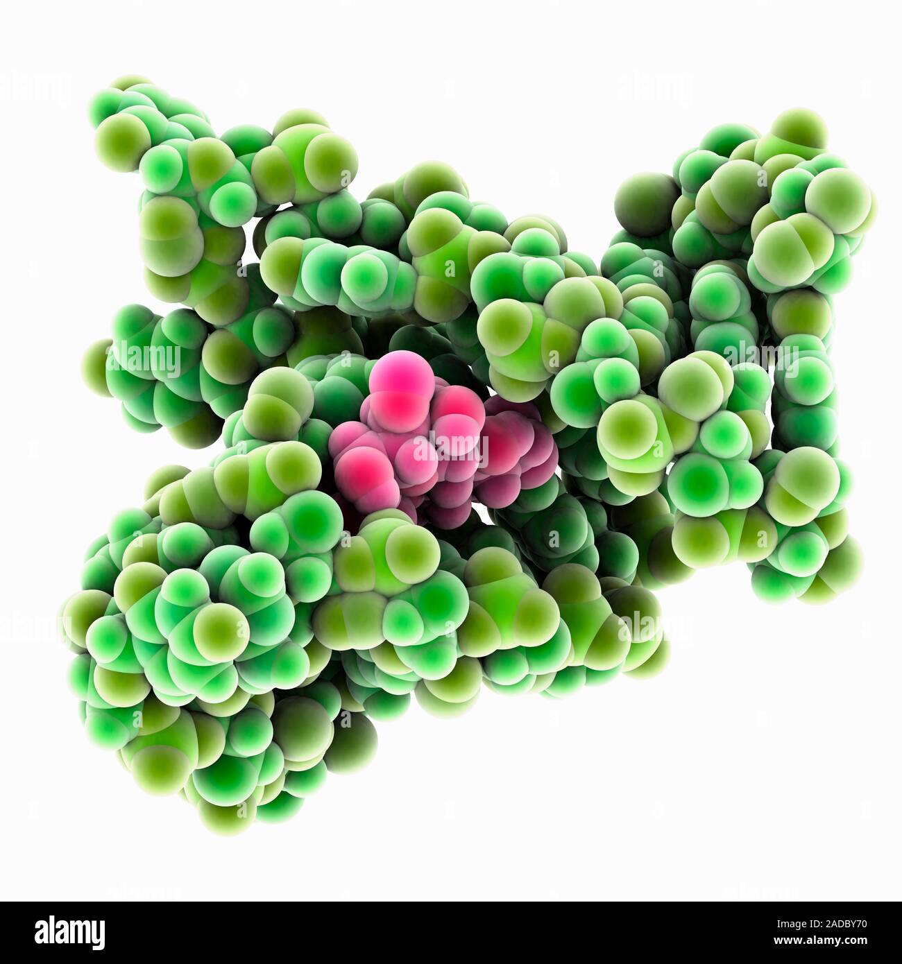 Riboswitch sensing ribostamycin. Computer model showing the structure ...