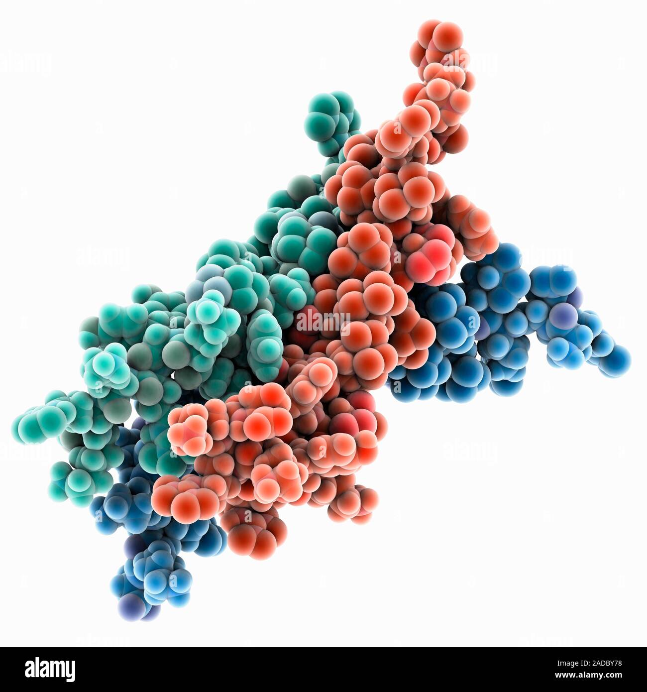 TNFR death receptor. Computer model showing the trimeric structure of ...