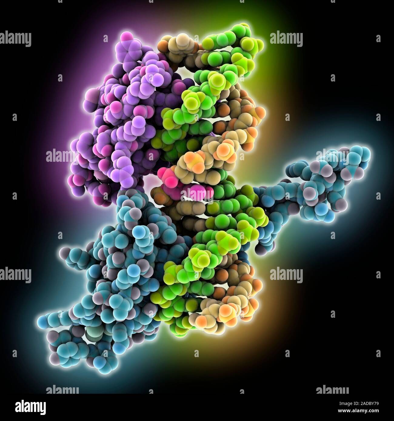 Vitamin D receptor complex. Computer model showing a retinoic acid ...
