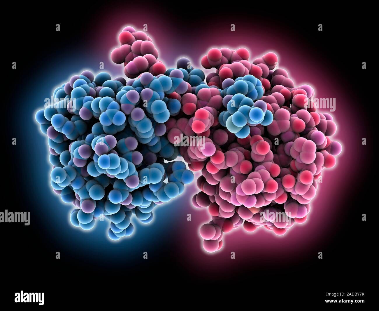 Signal transduction histidine kinase. Computer model showing the PAS ...