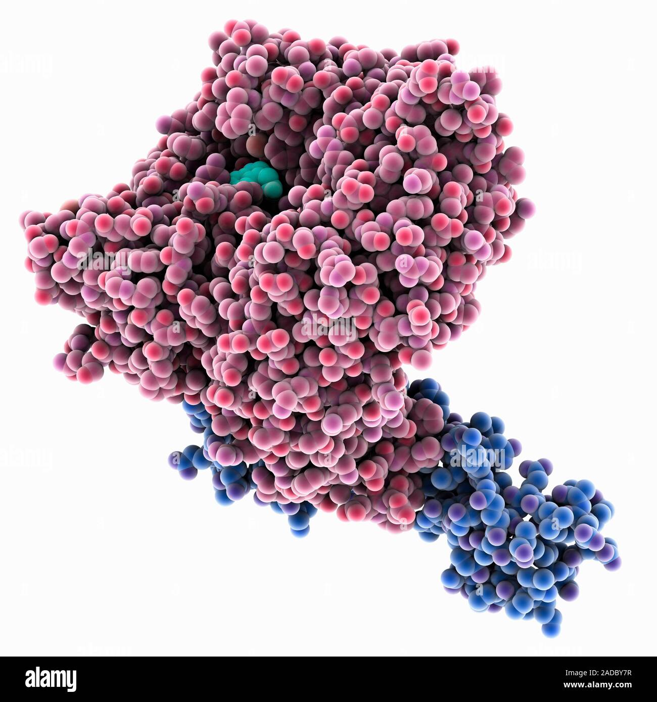 Transport inhibitor response complex. Computer model showing the ...