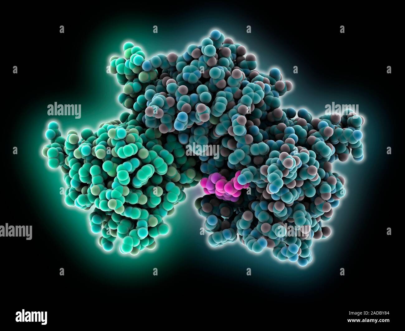 Messenger-RNA (mRNA) decapping enzyme Dcp1-Dcp2 complexed with ATP ...