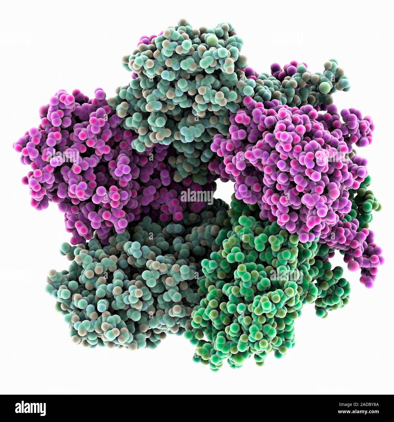 Human papilloma virus major capsid protein. Computer model showing the ...