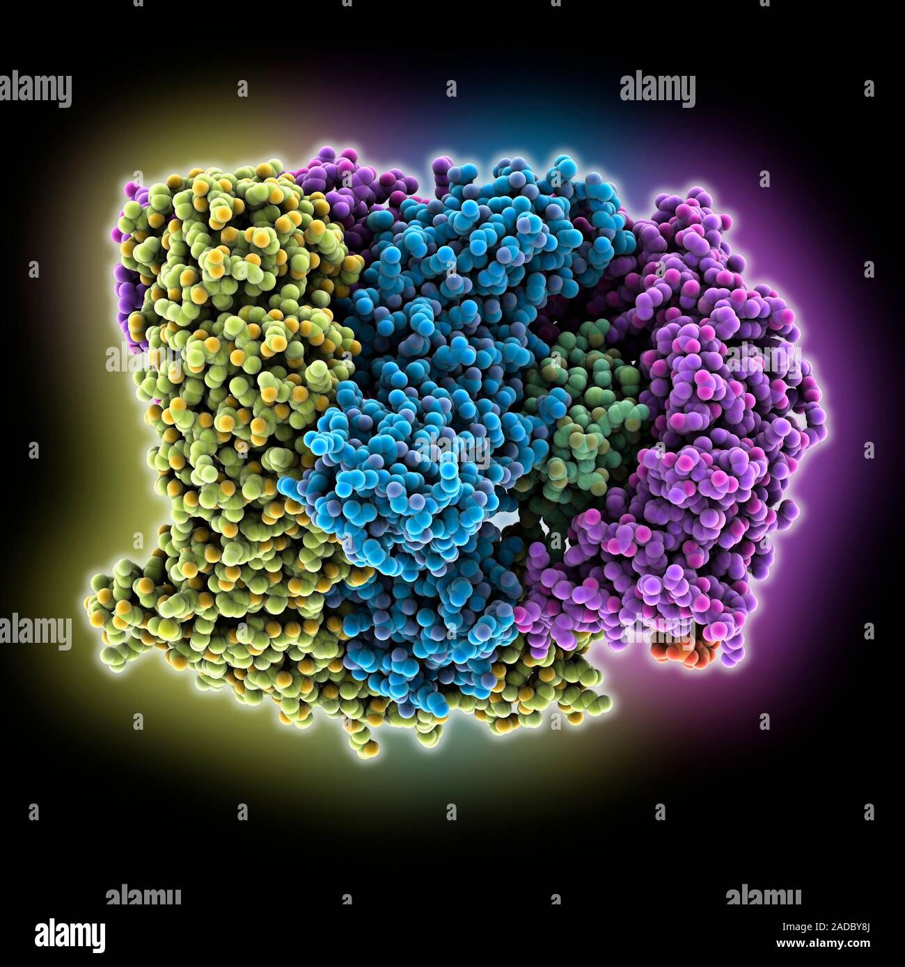 AP2 clathrin adapter complex. Computer model showing the structure of ...