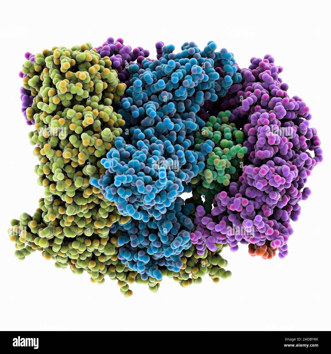 AP2 clathrin adapter complex. Computer model showing the structure of ...