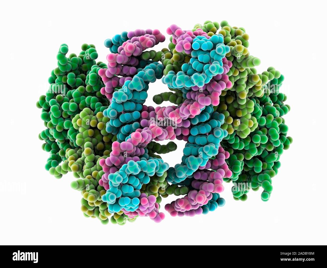 DNA (deoxyribonucleic acid) Holliday junction DNA complexed with ...
